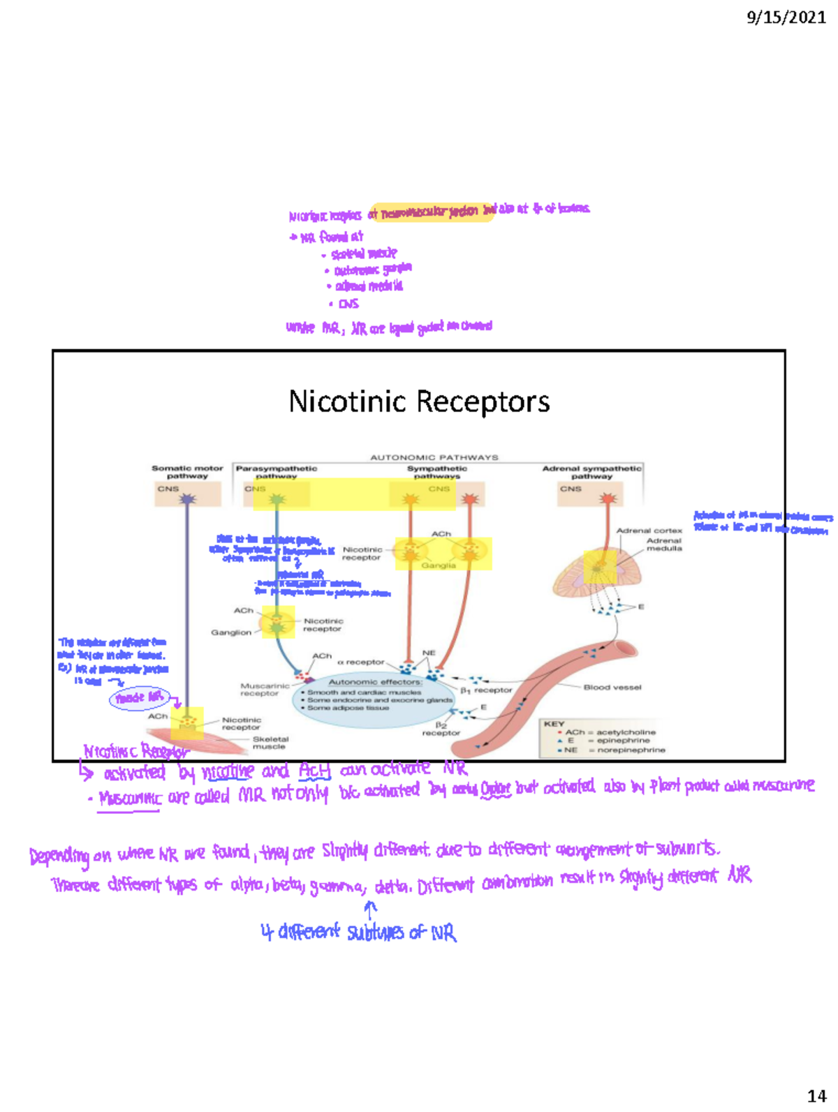 Exam 2 Notes - Nicotinic Receptors Figure 11-11: Summary of efferent ...