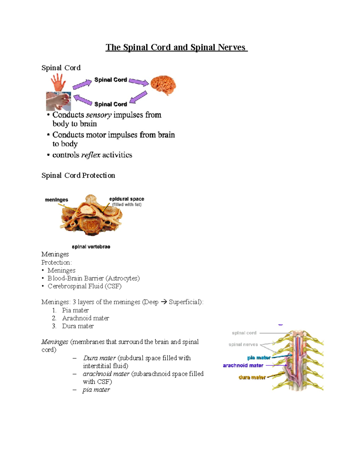 The Spinal Cord and Spinal Nerves - Pia mater 2. Arachnoid mater 3 ...