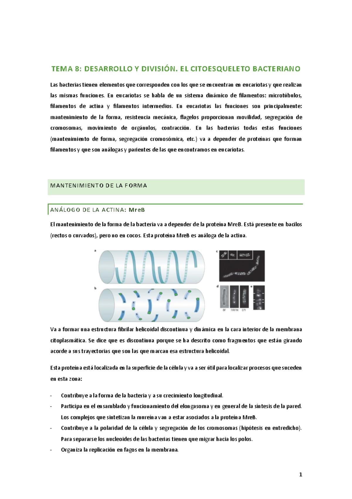 Tema 8- citoesqueleto bacteriano - TEMA 8: DESARROLLO Y DIVISIÓN. EL ...