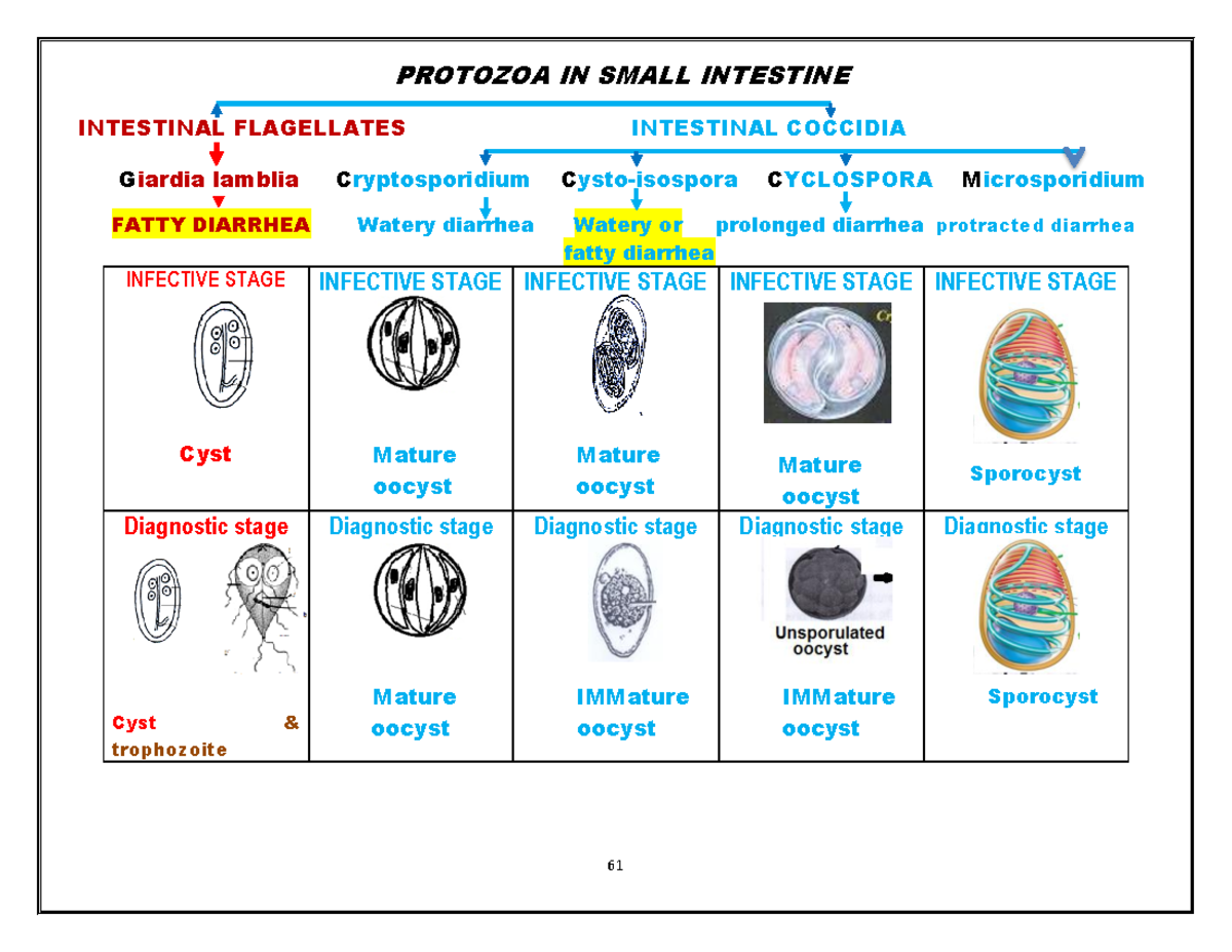 تجميعات11parasitology - PROTOZOA IN SMALL INTESTINE INTESTINAL ...