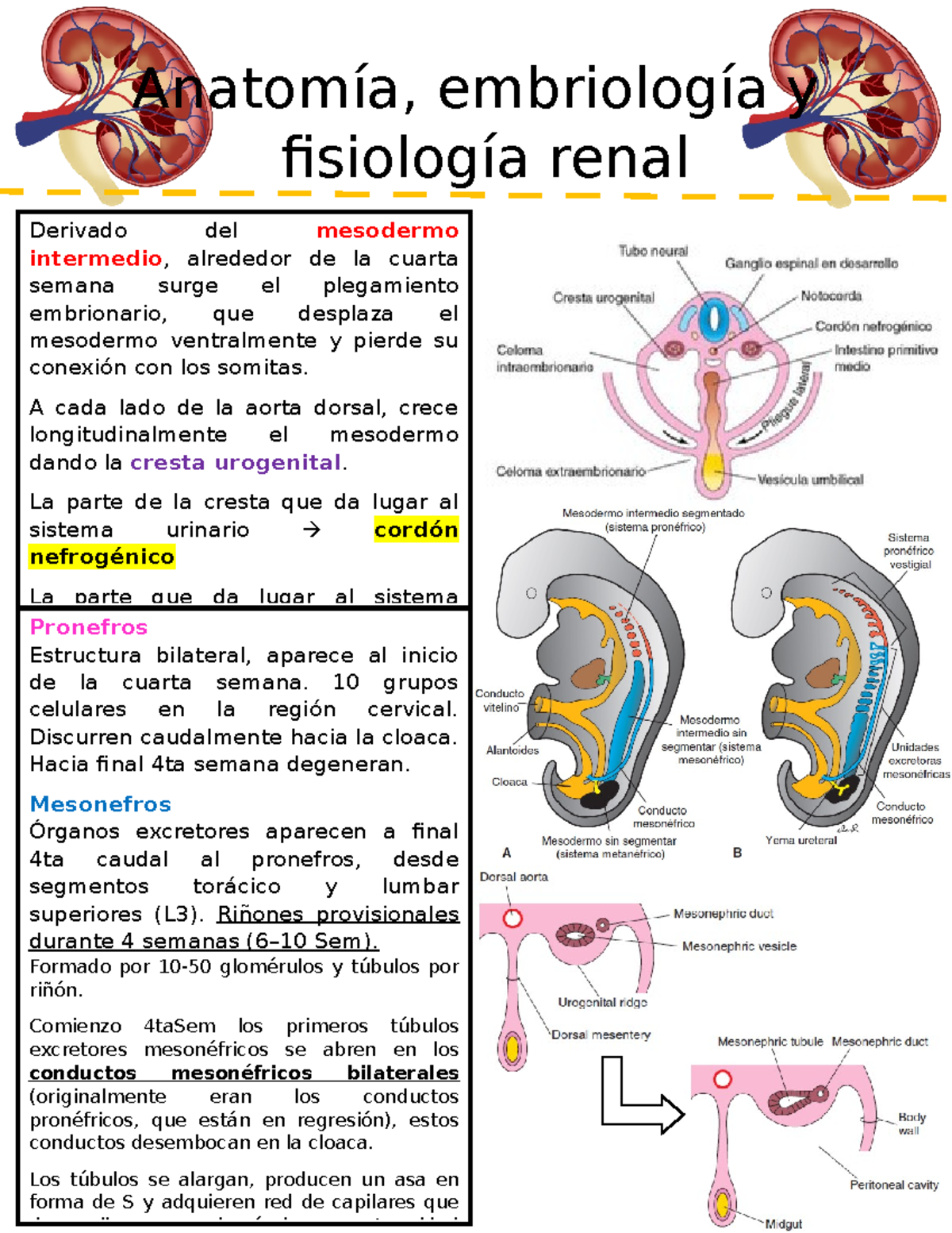 Anato, Embrio y Fisio renal - Anatomía, embriología y fisiología renal ...
