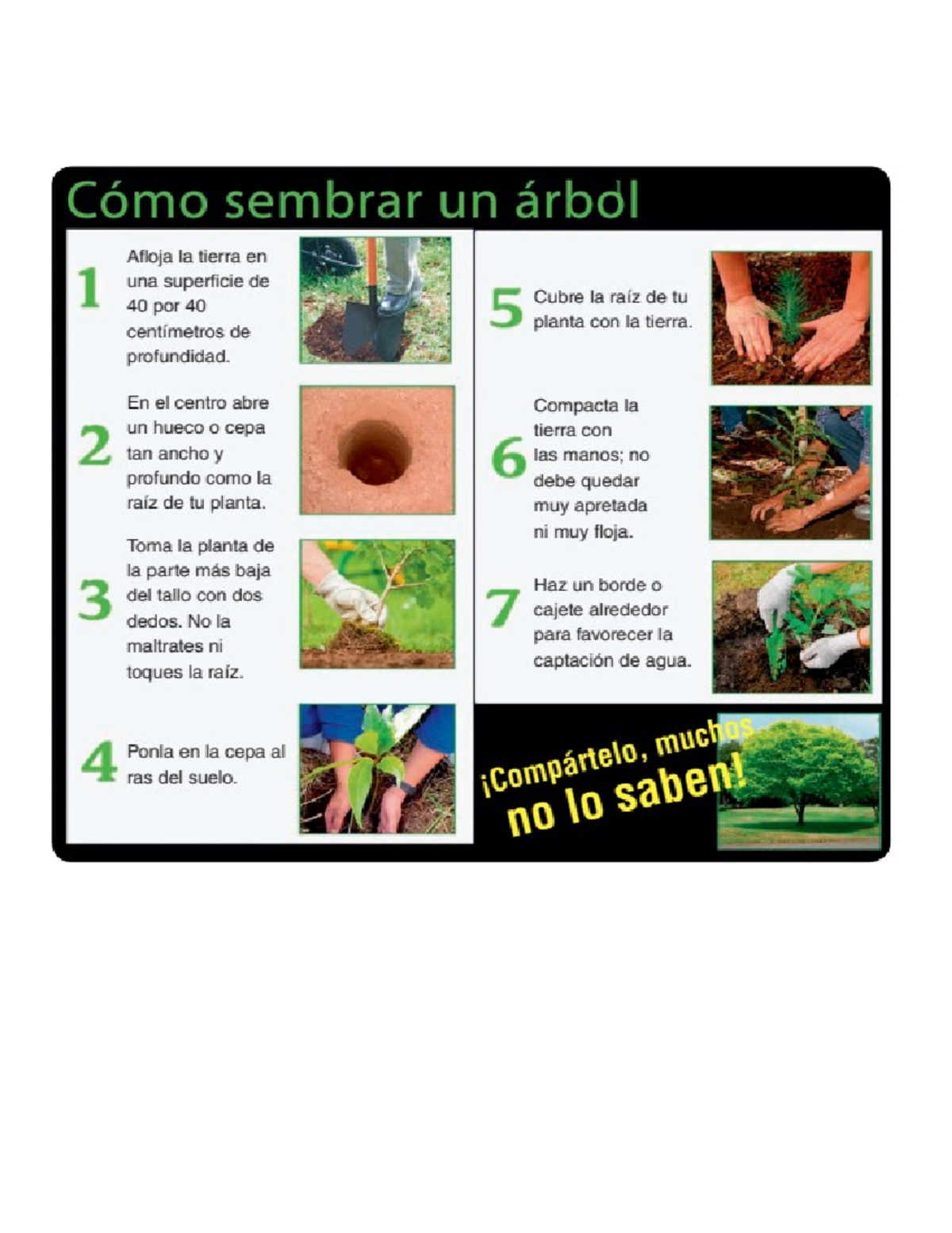 Texto instructivo - Cómo sembrar un árbol Afloja la tierra en 1 una ...