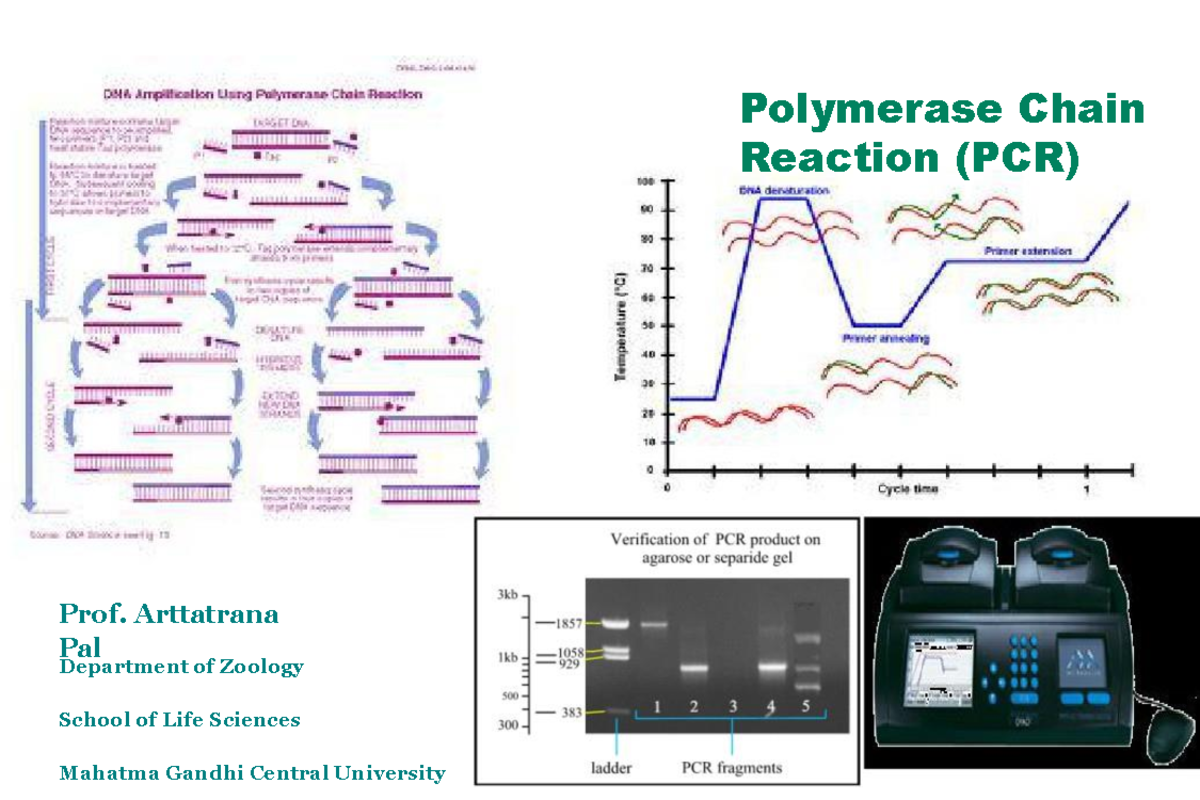 PCR - PCR - Polymerase Chain Reaction (PCR) Prof. Arttatrana Pal ...