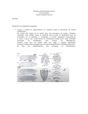 Gastrulación - Estos cambios comienzan con la aparición de la línea ...