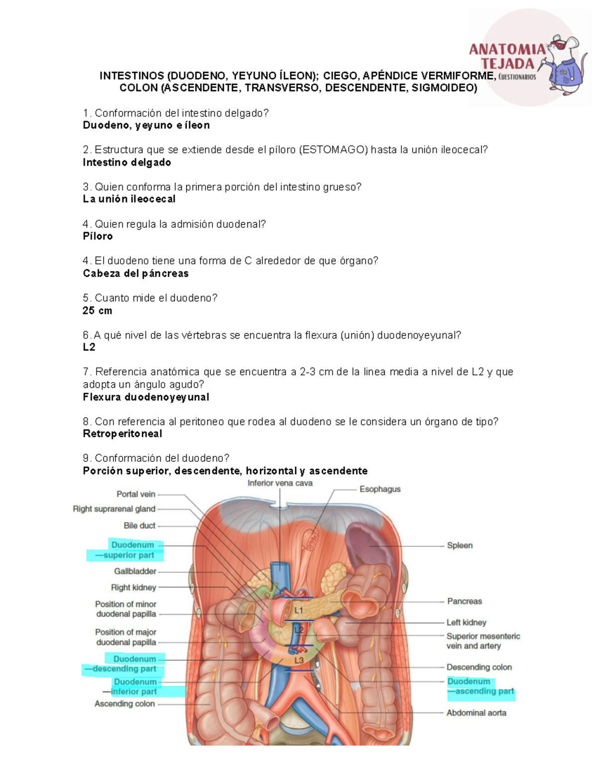 Intestinos - INTESTINOS (DUODENO, YEYUNO ÍLEON); CIEGO, APÉNDICE ...