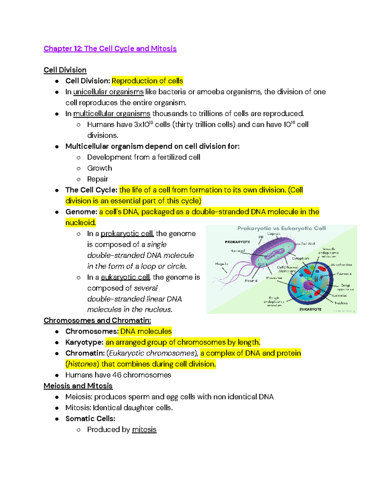 BIO 202 Exam 3-2 - Study Guide - Chapter 12: The Cell Cycle and Mitosis ...