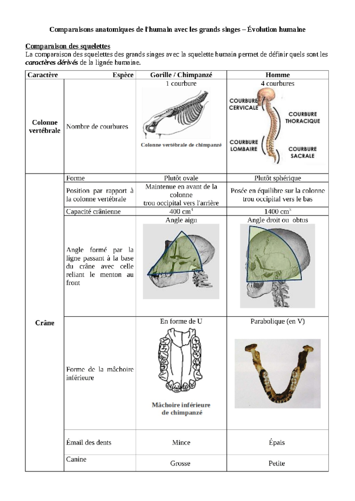 Bilan Evolution humaine - Comparaisons anatomiques de l'humain avec les ...
