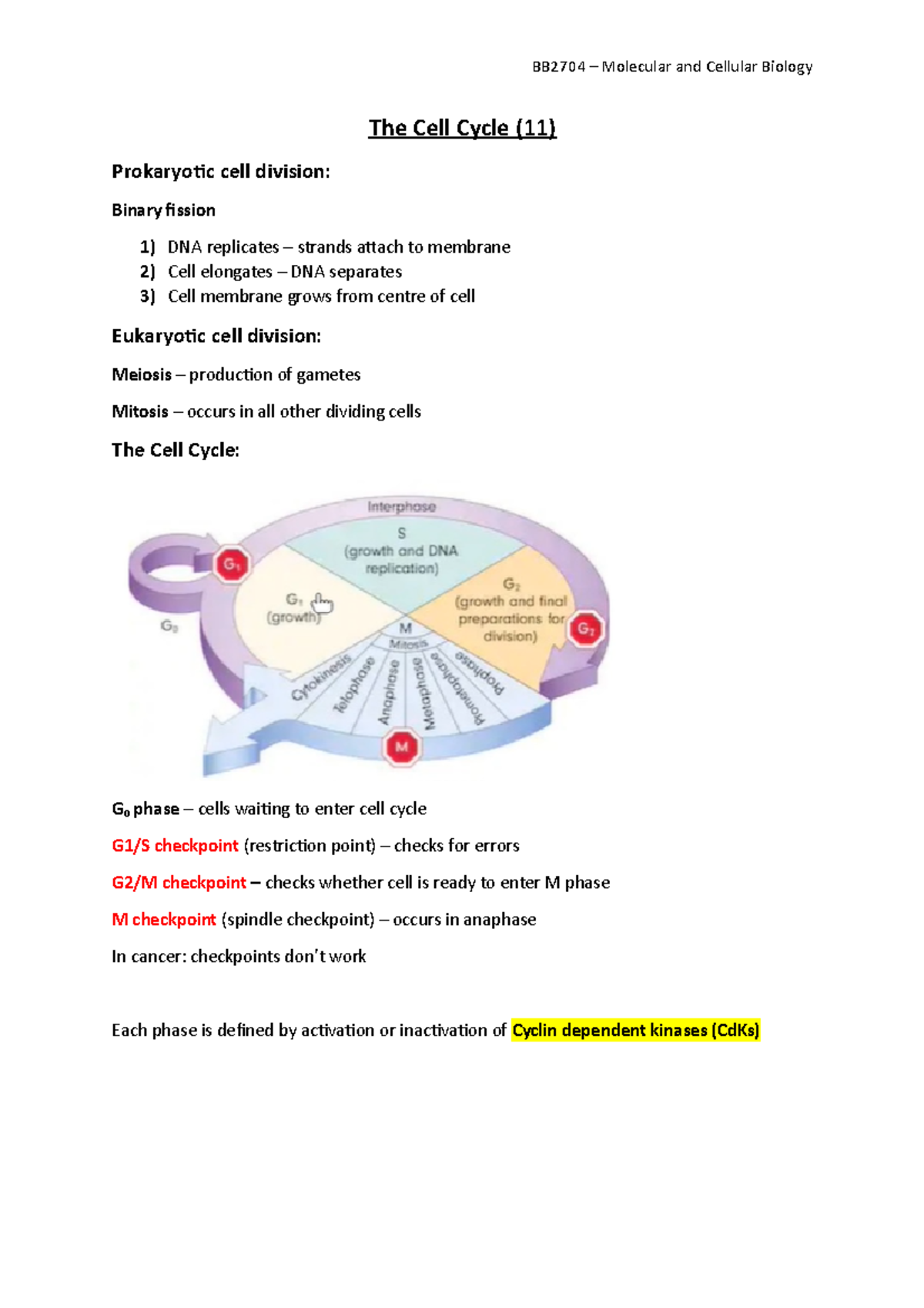 The Cell Cycle (11) - Lecture notes 11 - The Cell Cycle (11 ...