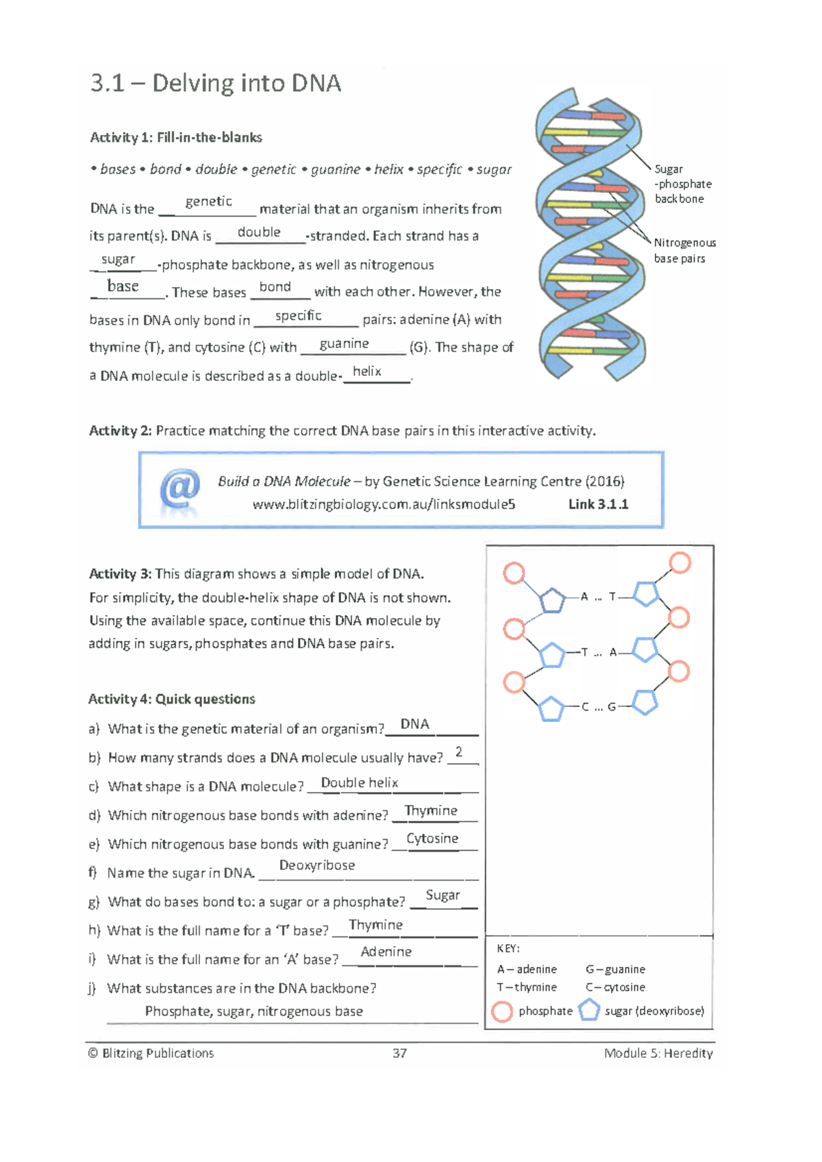 3.1- Delving into DNA - Worksheet - 3- Delving into DNA Activity 1 ...