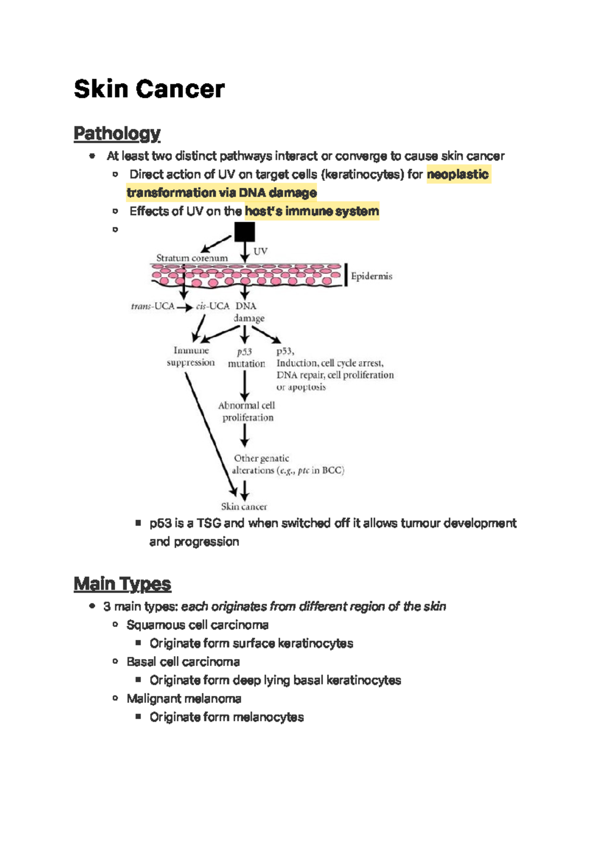 Skin Cancer - S k i n C a n c e r Pathology Main Types At least two ...