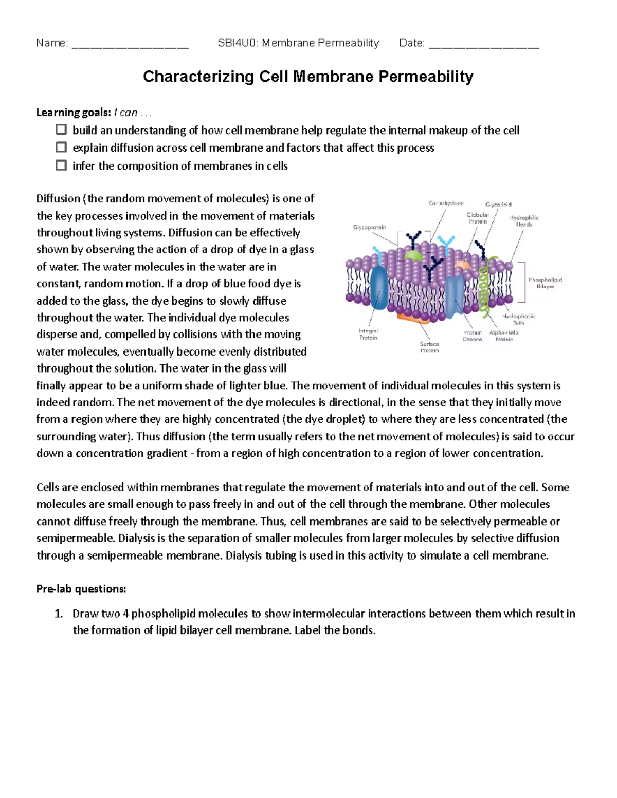 Characterizing Membrane Permeability - Characterizing Cell Membrane ...
