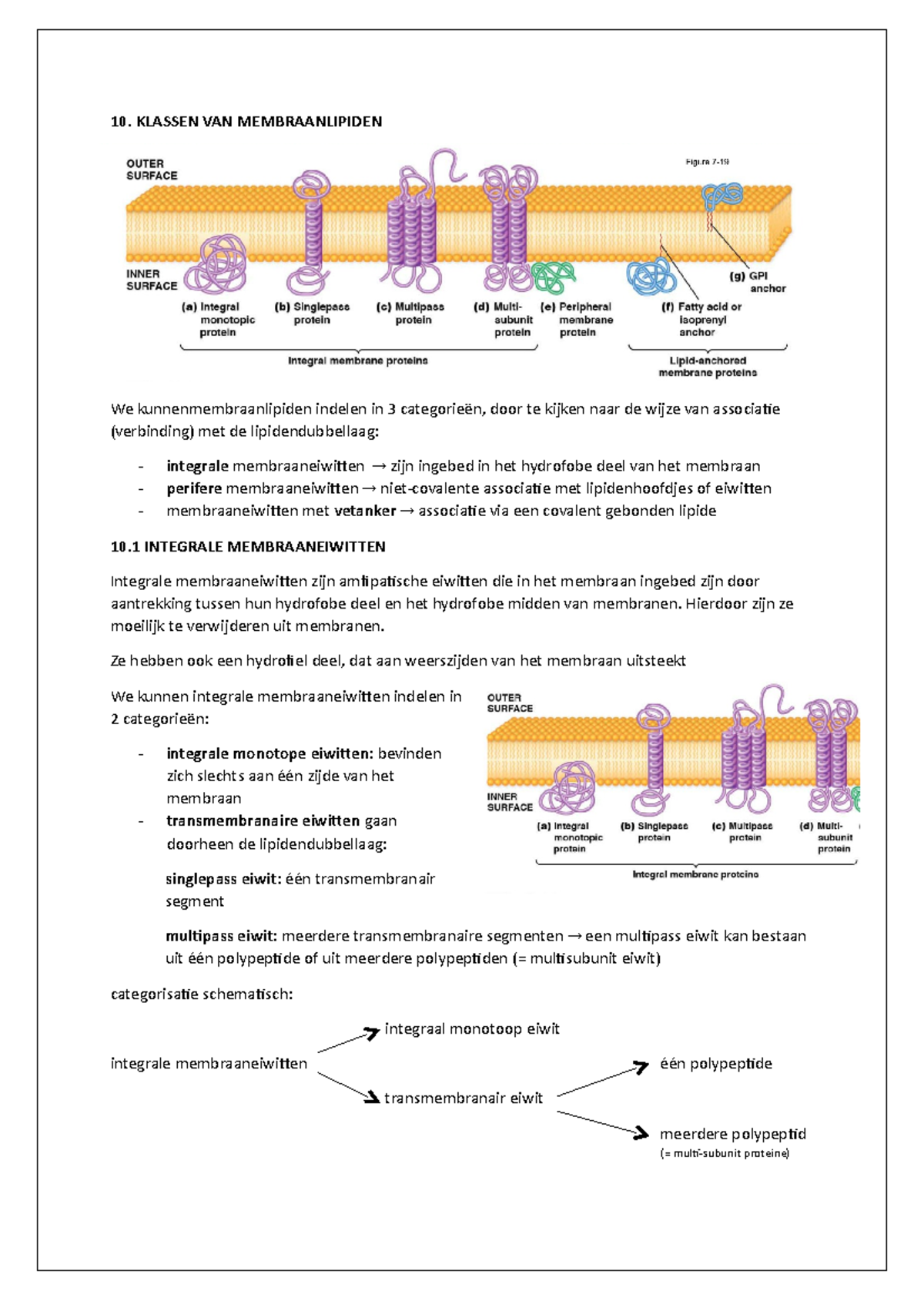 Hoofdstuk 7 - membranen - 10. KLASSEN VAN MEMBRAANLIPIDEN We ...