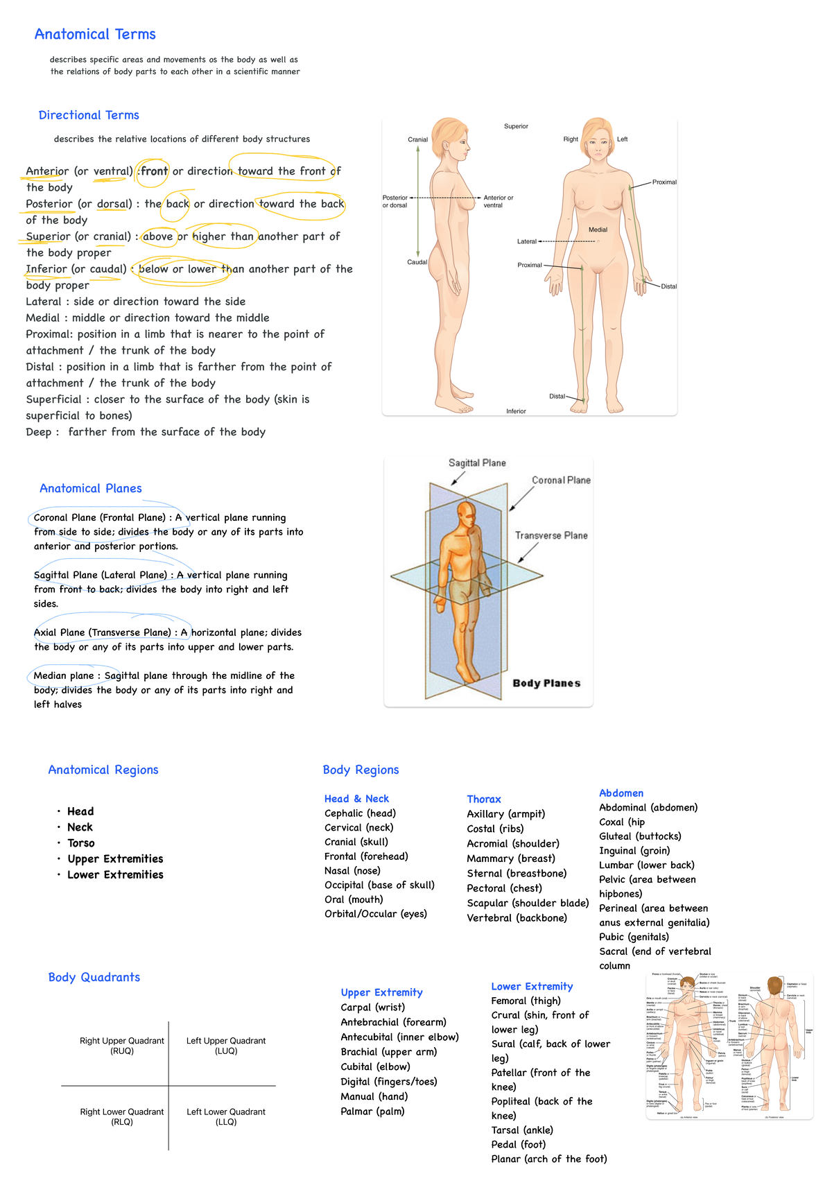Ana positions - contains the different directional terms, anatomical ...