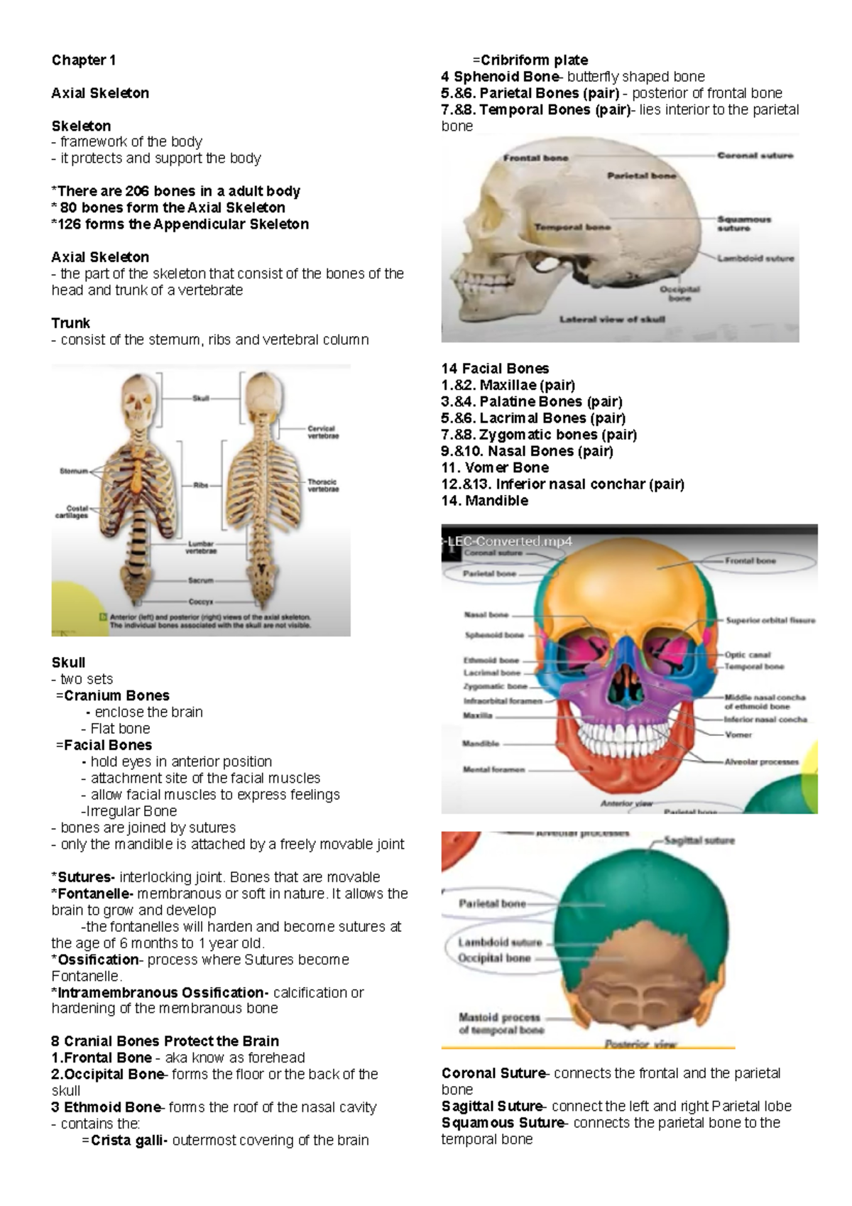 Anatomy - Chapter 1 Axial Skeleton Skeleton framework of the body it ...