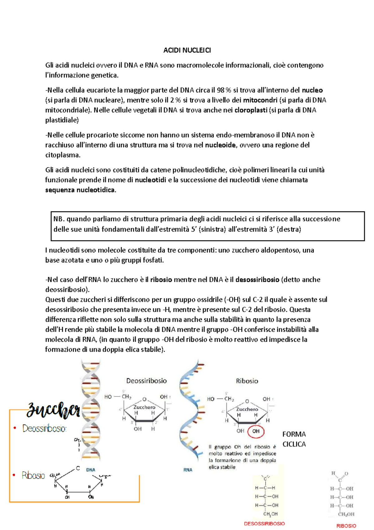 Acidi Nucleici e DNA - ACIDI NUCLEICI Gli acidi nucleici ovvero il DNA e RNA sono macromolecole ...