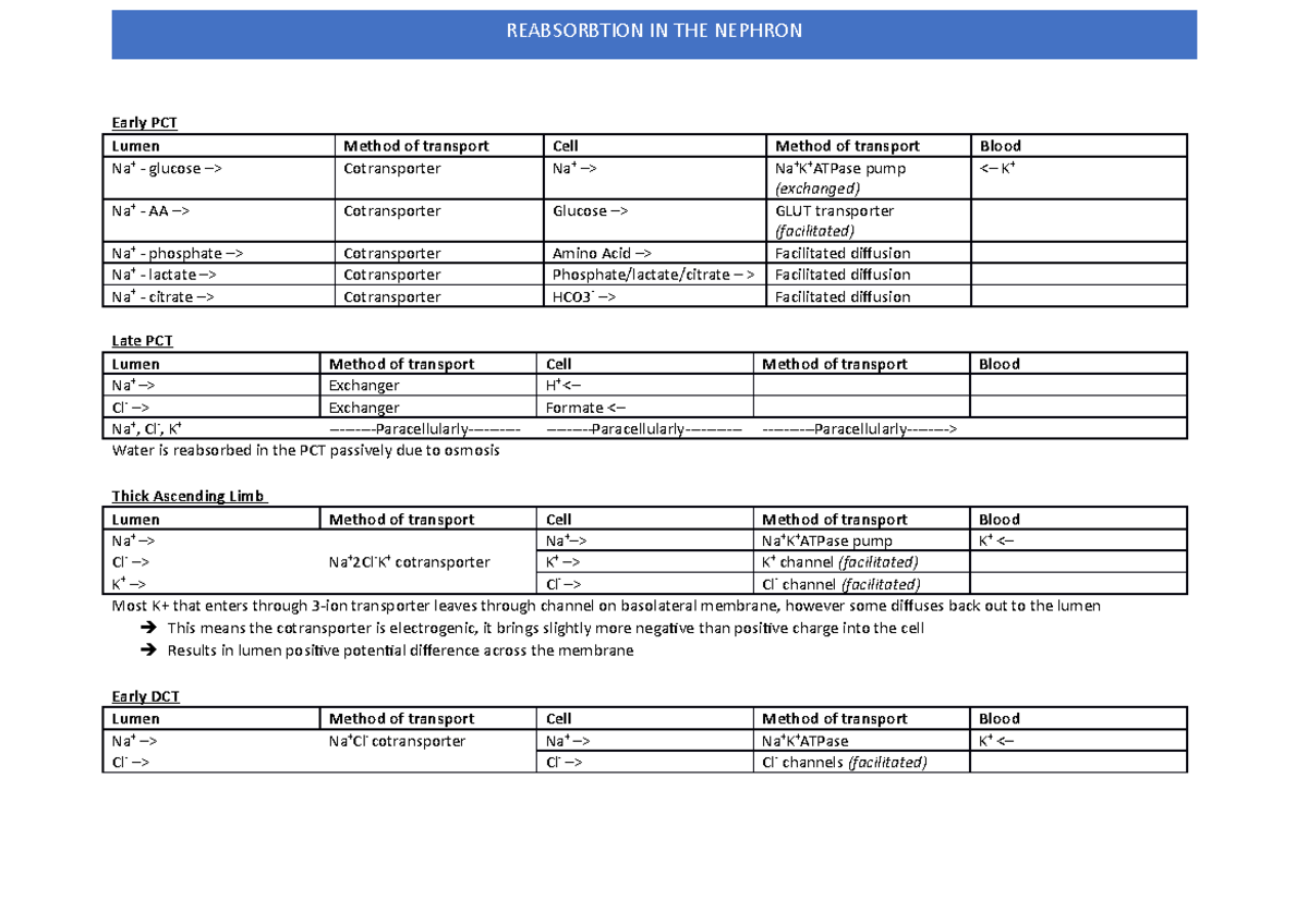 Reabsorption - Mohammed Abdulla - REABSORBTION IN THE NEPHRON Early PCT ...