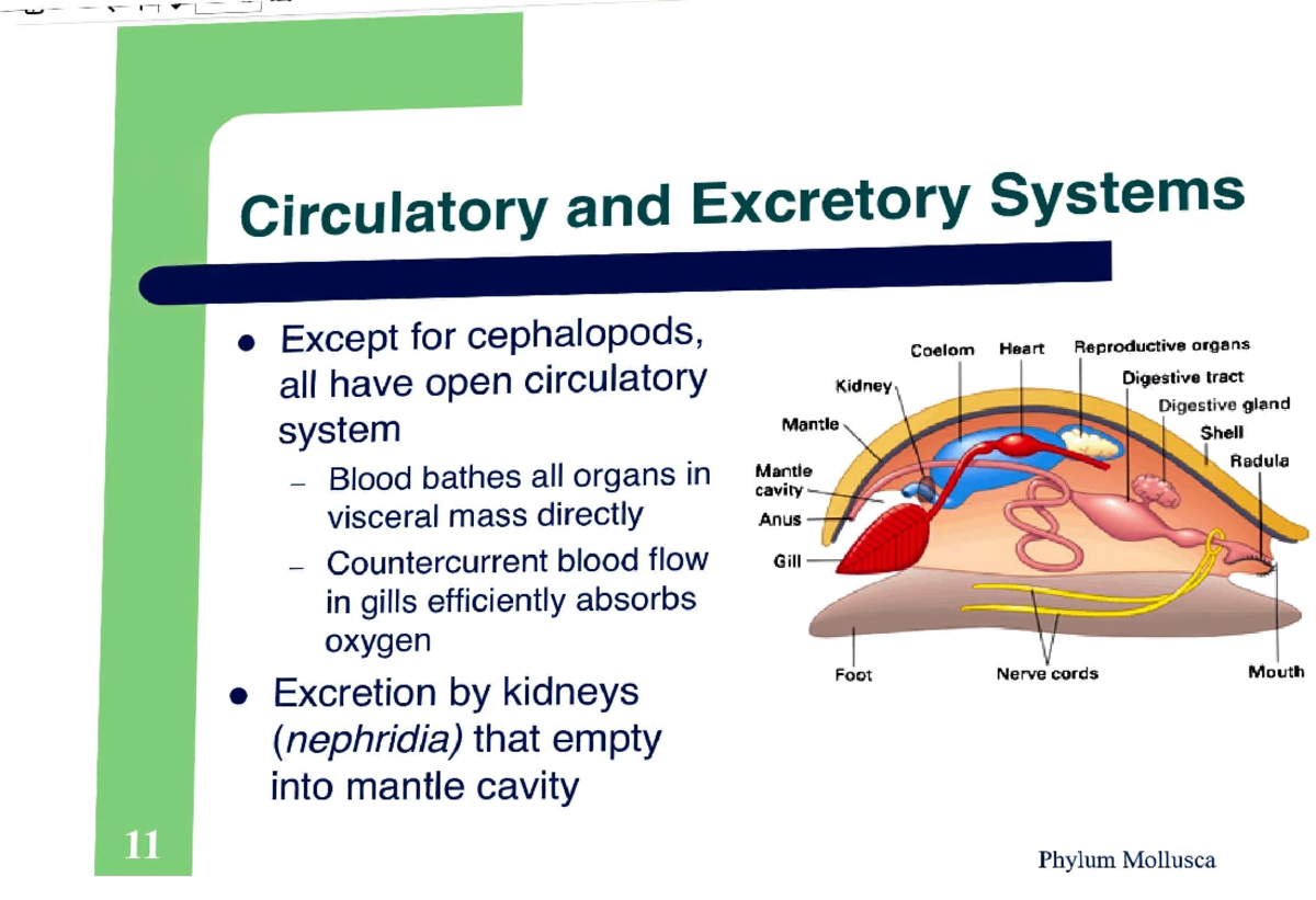 Phylum mollusca part 2 - Circulatory and Excretory Systems Except for cephalopods, Coelom Heart ...