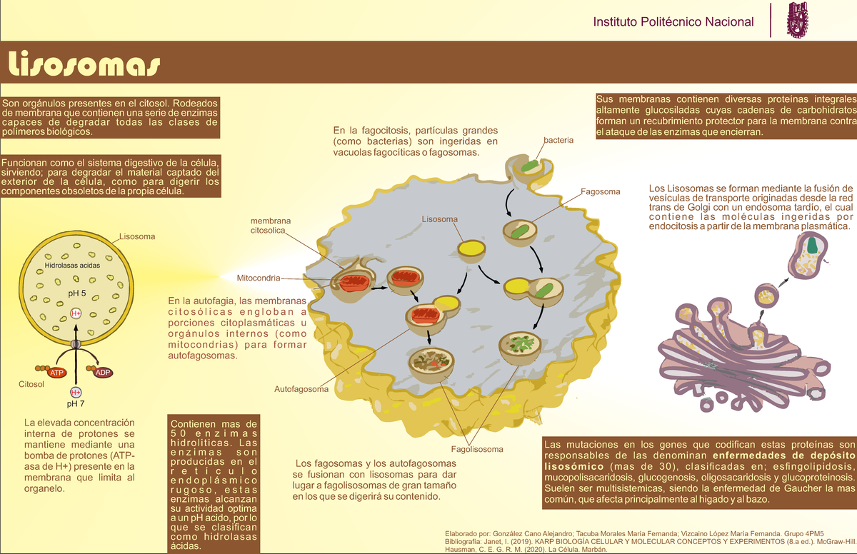 Lisosomas - Instituto Politécnico Nacional Lisosomas Las mutaciones en ...