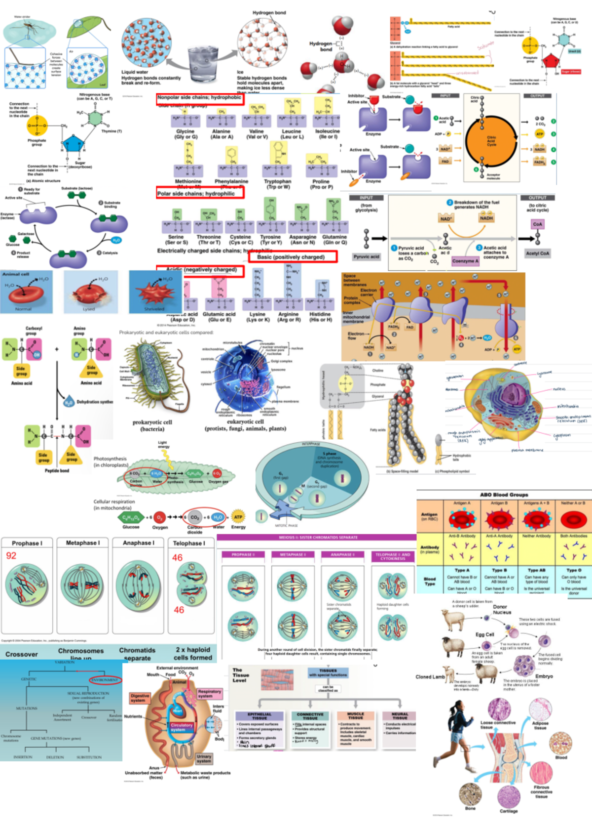 Bio exam - Biology for Biomedical Science: Cellular Processes and ...