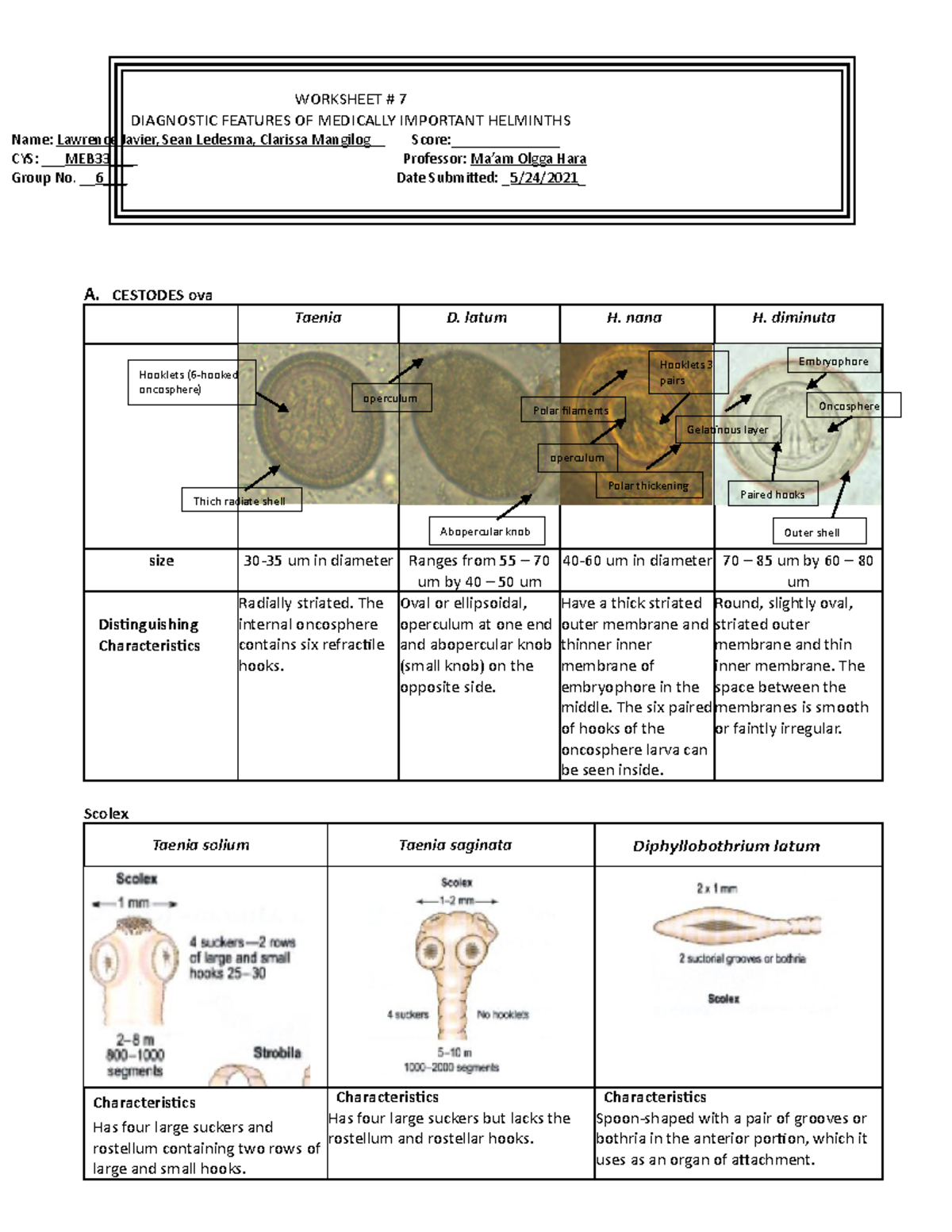 Worksheet 6Diagnostic Featuresof Medically Important Helminths Final ...