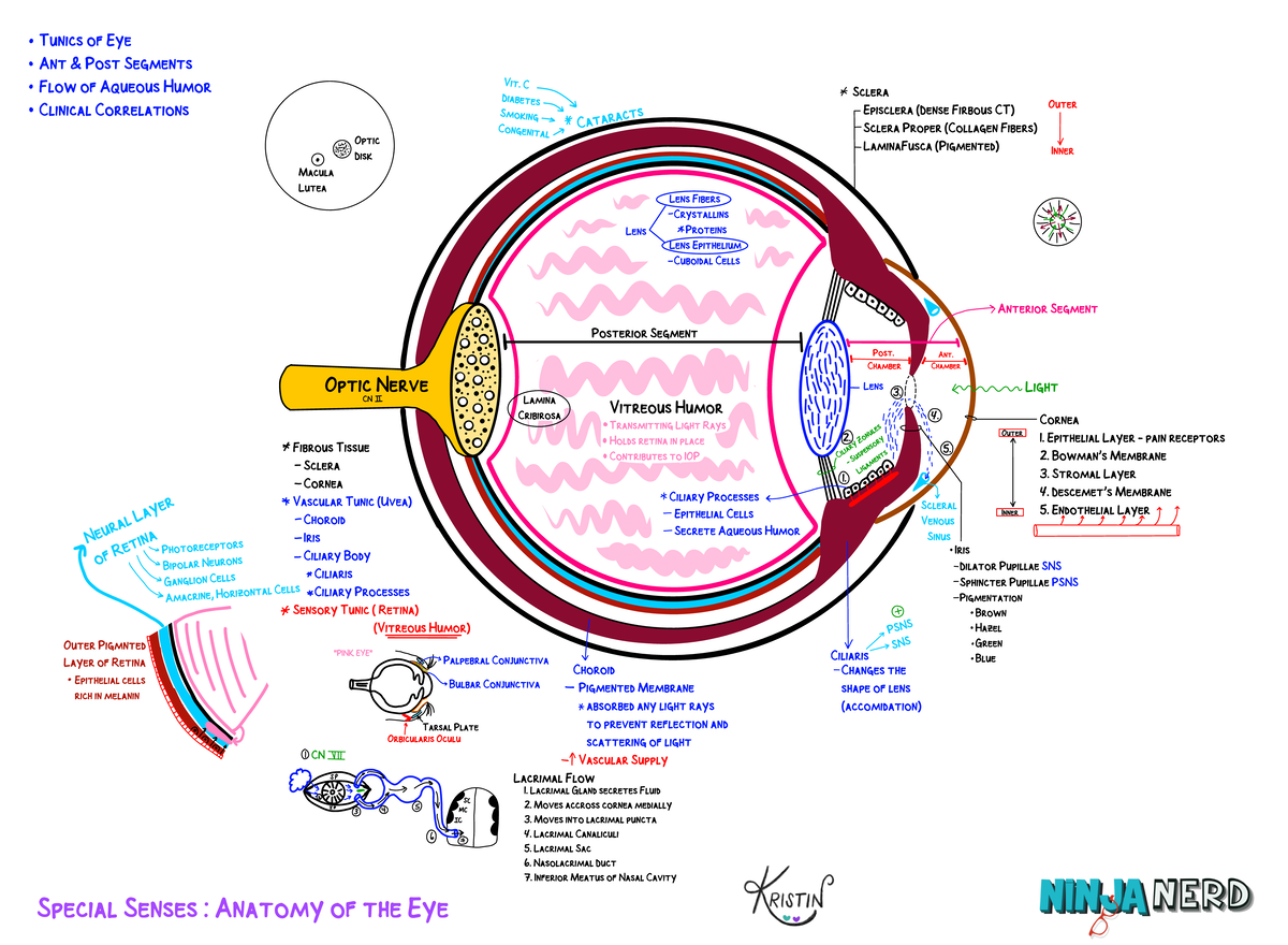 Special Senses] 1. Anatomy of the Eye - Key - Clinical medicine - JKUAT ...