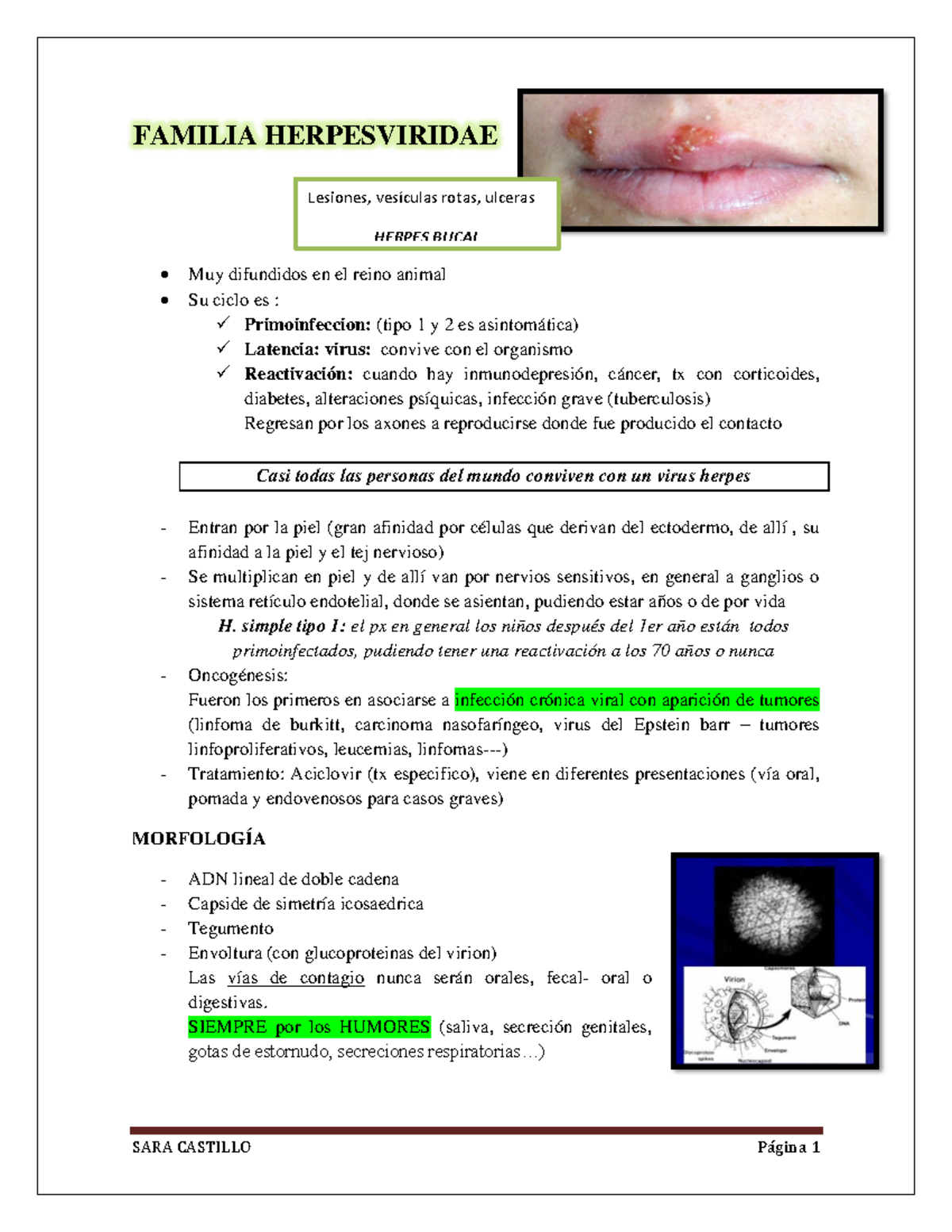 Virologia - Familia Herpes Viridae - FAMILIA HERPESVIRIDAE Muy ...