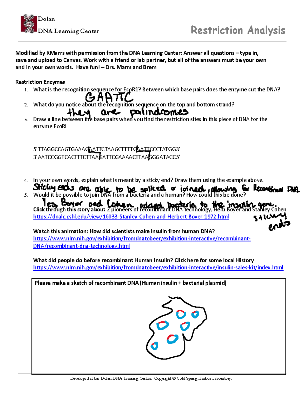 Lab+10+Restriction+Enzyme+and+Electrophoresis Assignment KM Modified ...