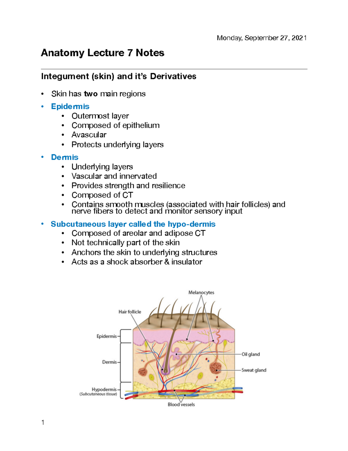 Anatomy Lecture 7 Notes - Anatomy Lecture 7 Notes Integument (skin) and ...