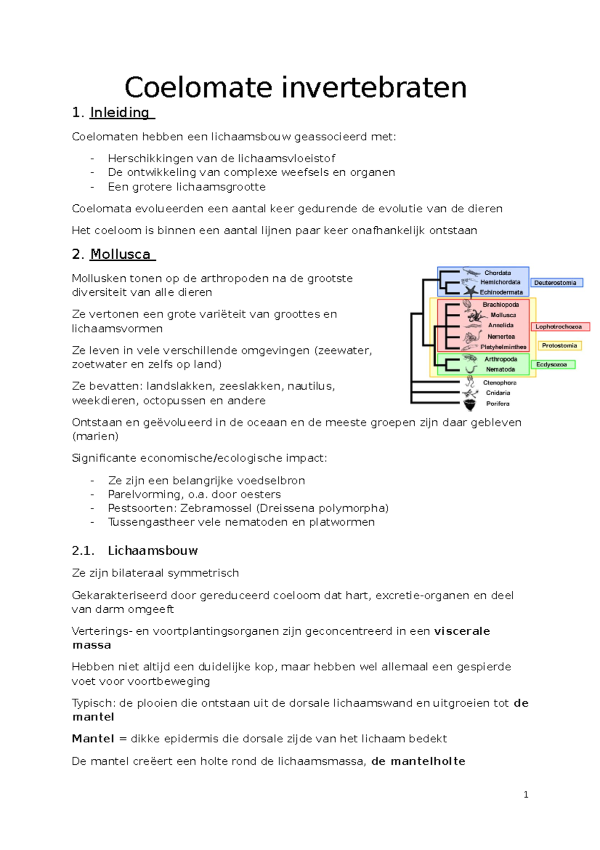 Coelomate invertebraten - Inleiding Coelomaten hebben een lichaamsbouw ...