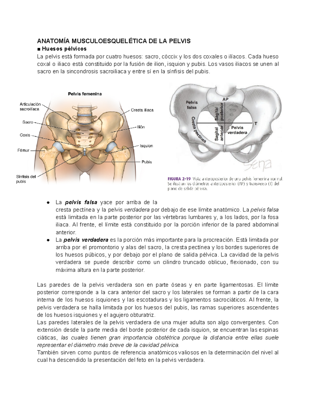Anatomía y evaluación para pelvimetria - ANATOMÍA MUSCULOESQUELÉTICA DE ...