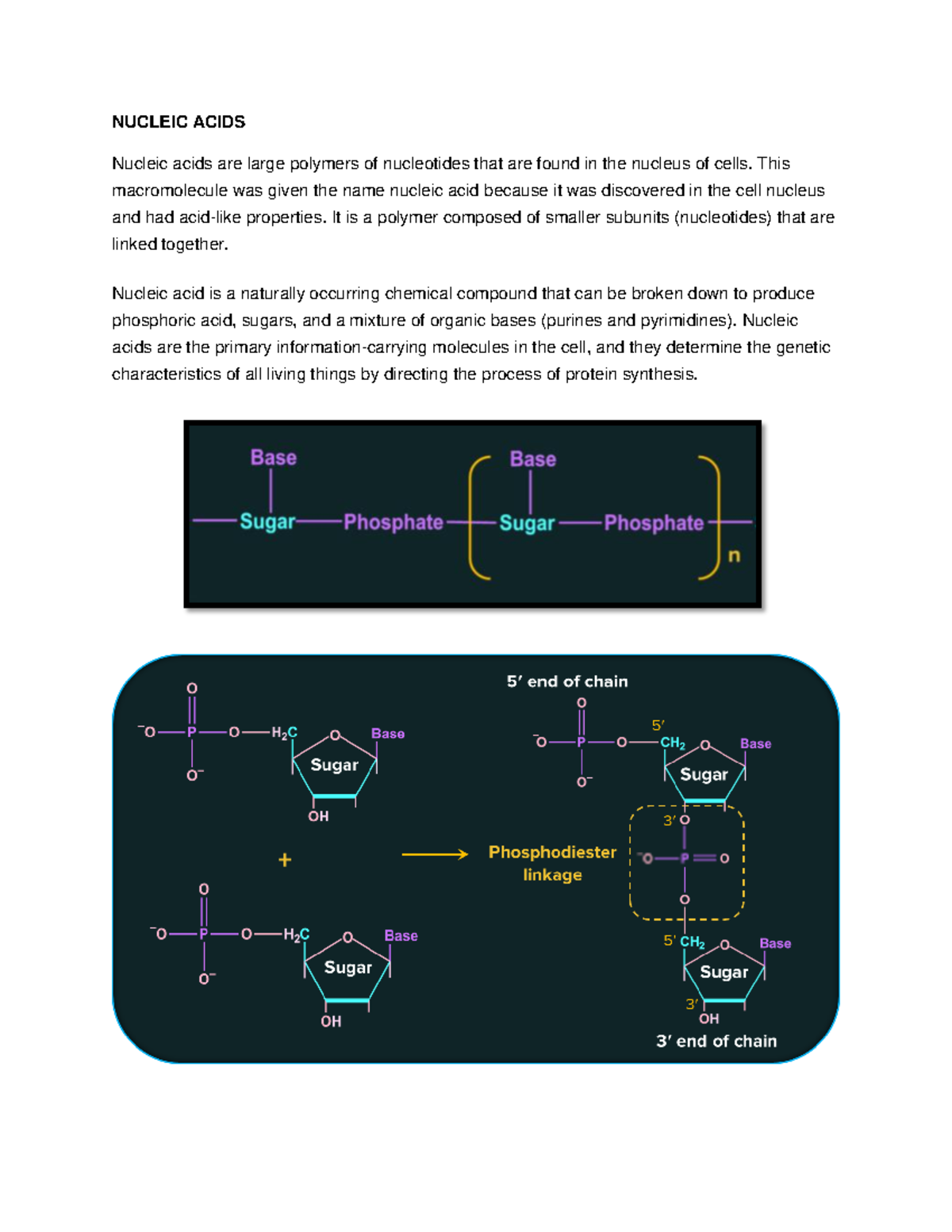 Nucleic-acids - lecture - NUCLEIC ACIDS Nucleic acids are large ...