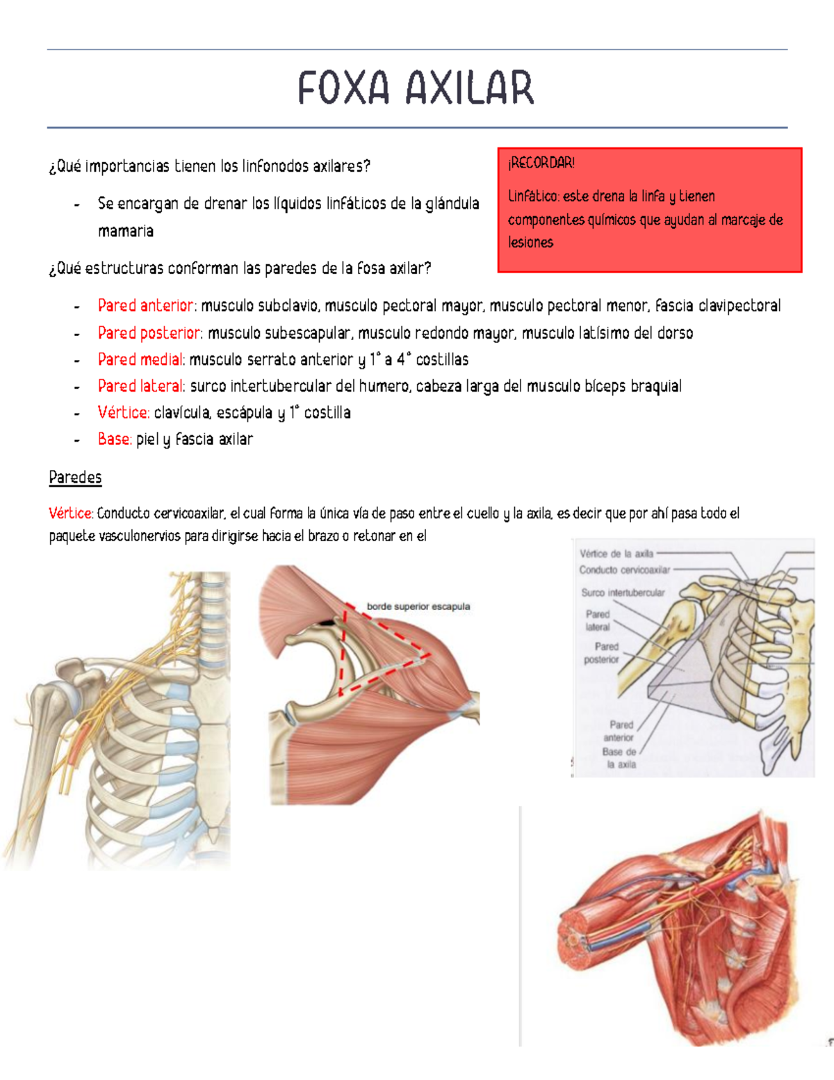 Anato aplicada - FOXA AXILAR ¿Qué importancias tienen los linfonodos ...