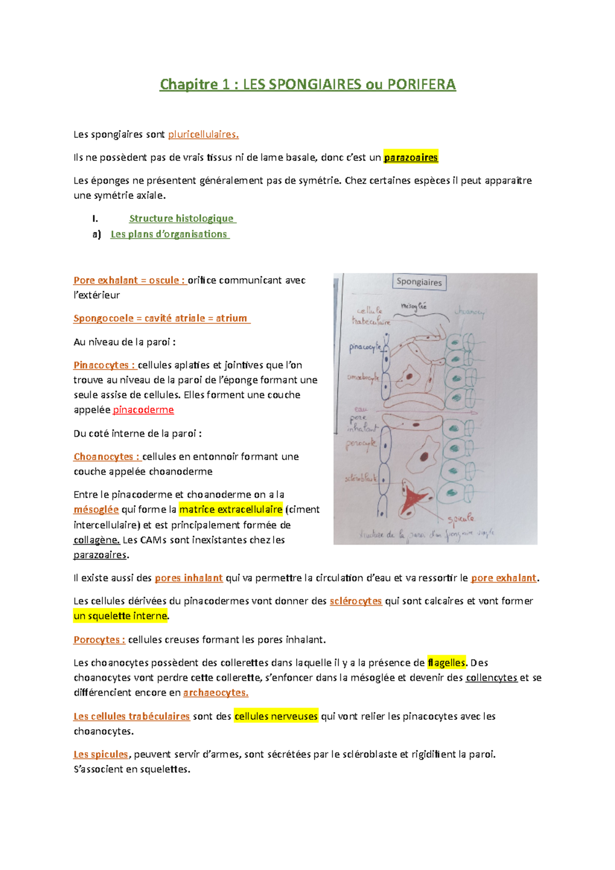 Spongiaires - Notes de cours 2 - Chapitre 1 : LES SPONGIAIRES ou ...