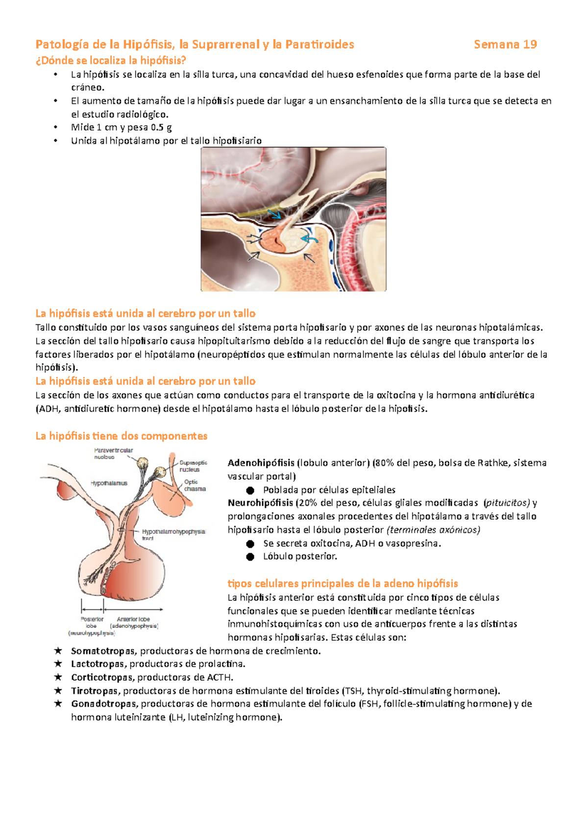 Patología de la Hipófisis. - Patología de la Hipófisis, la Suprarrenal ...