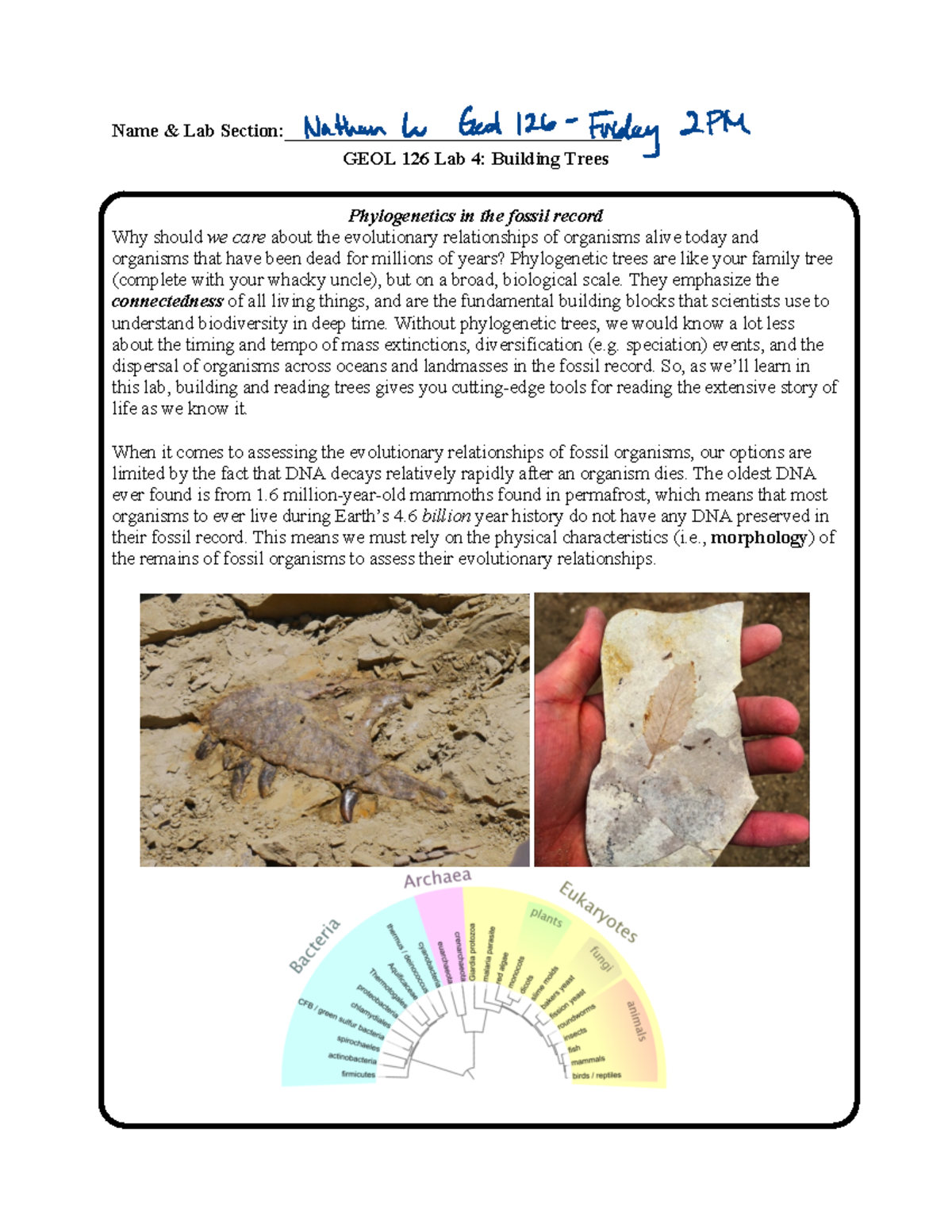 GEOL 126 Lab 4- Building Trees - Name & Lab Section ...