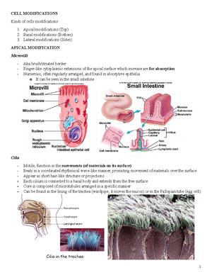 Biology - Lesson 8 - Transport Mechanism - Lesson 8: Transport ...