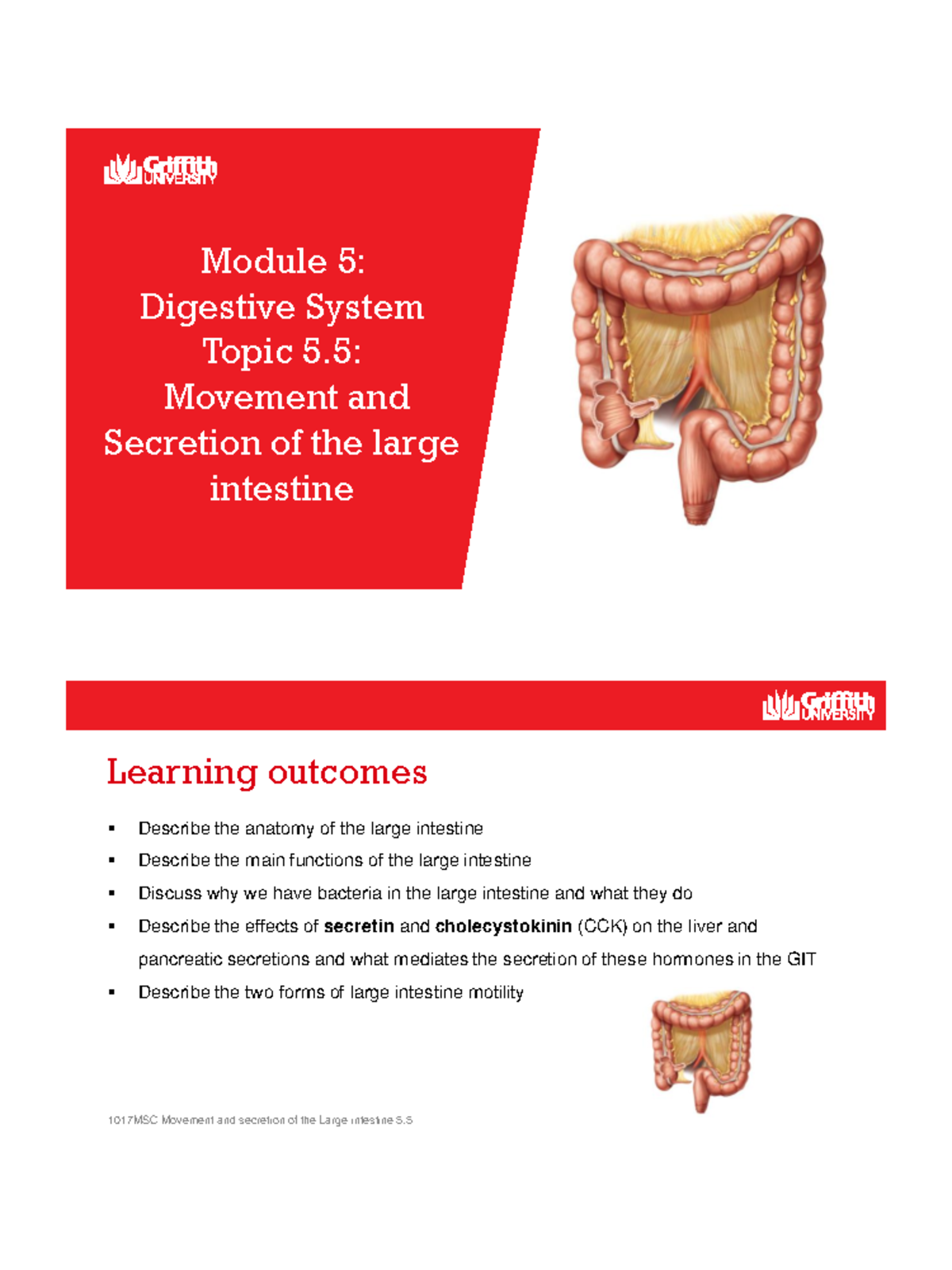 1017MSC 5 - Lecture notes A&P - Module 5: Digestive System Topic 5 ...