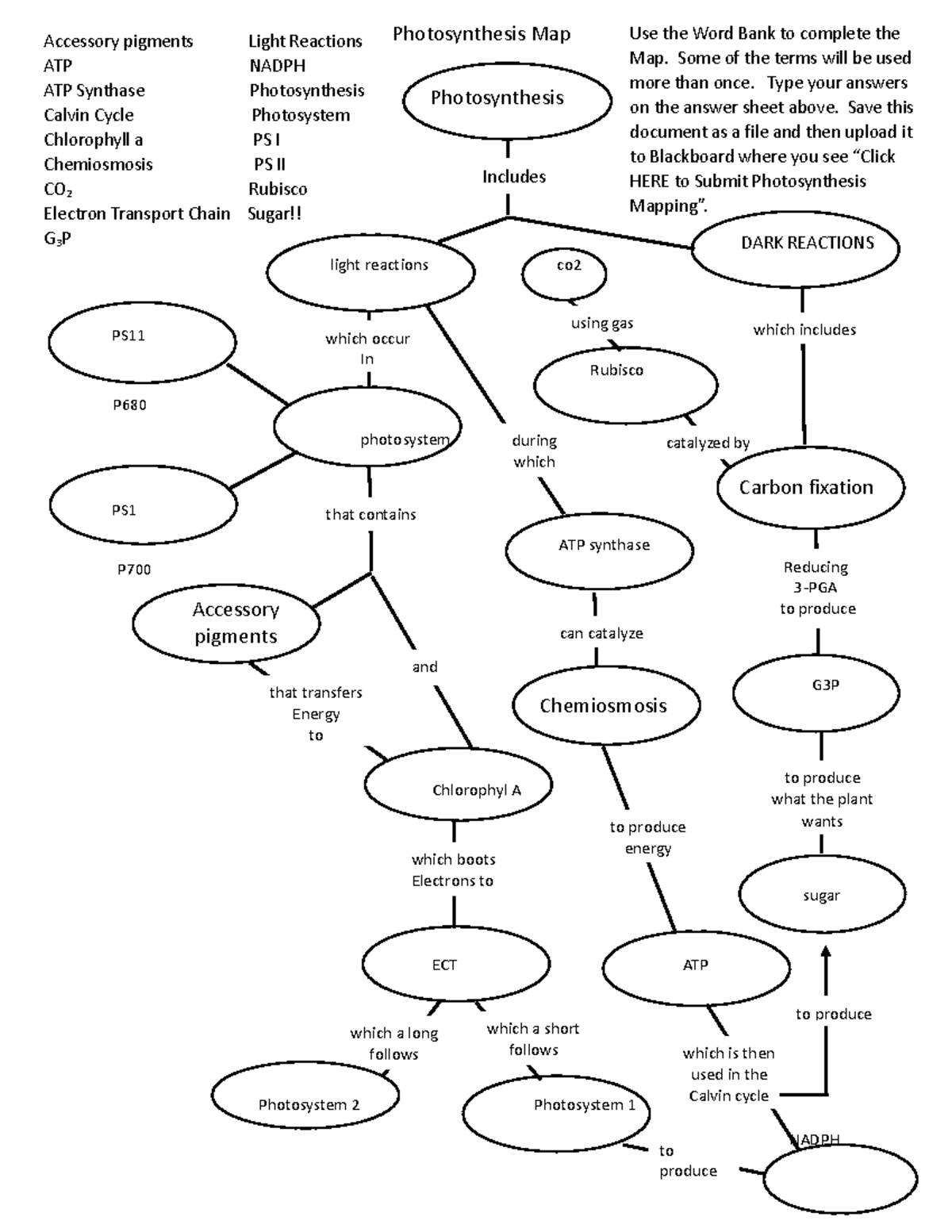 Photosynthesis Mapping Worksheet - fff light reactions co PS Rubisco ...