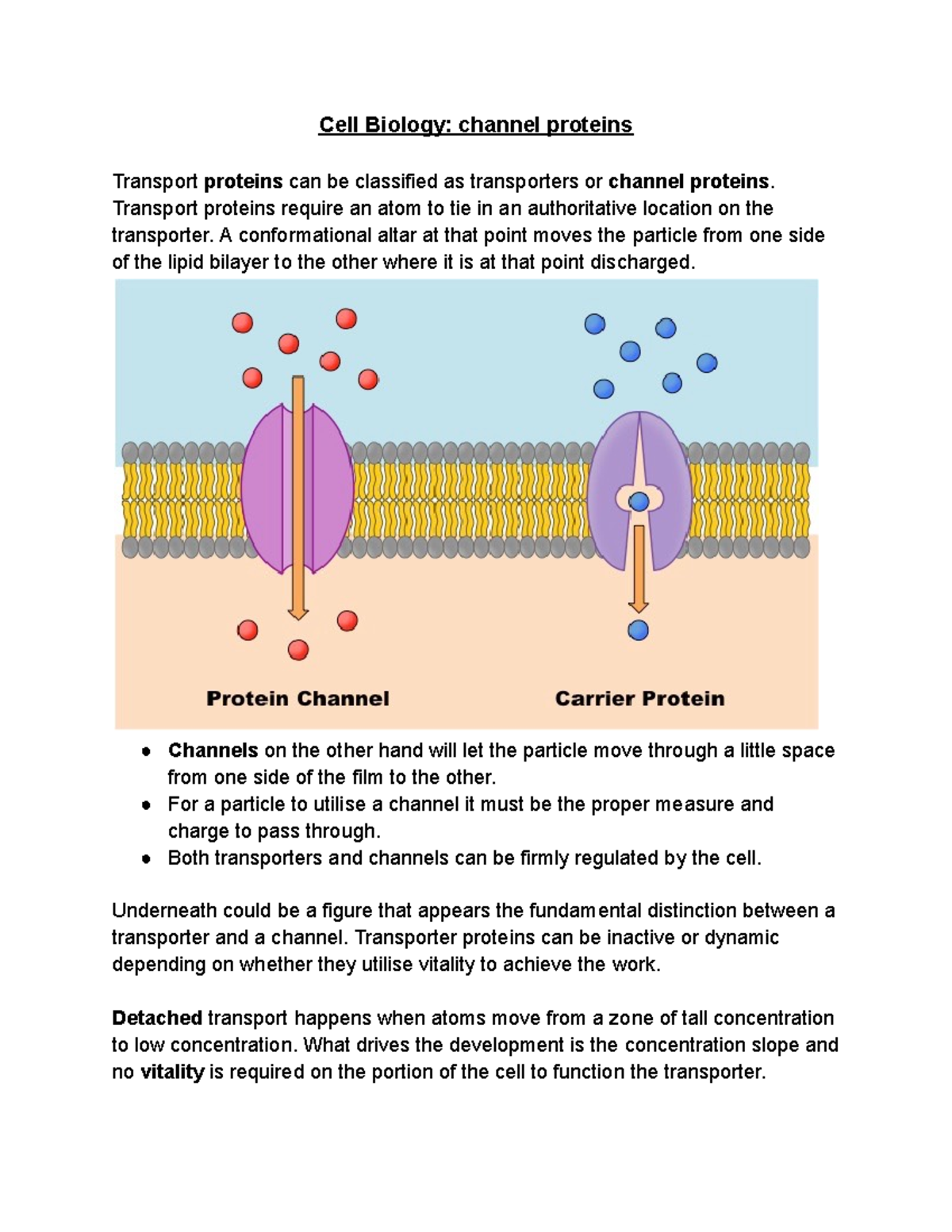 Cell Biology channel proteins - Cell Biology: channel proteins ...