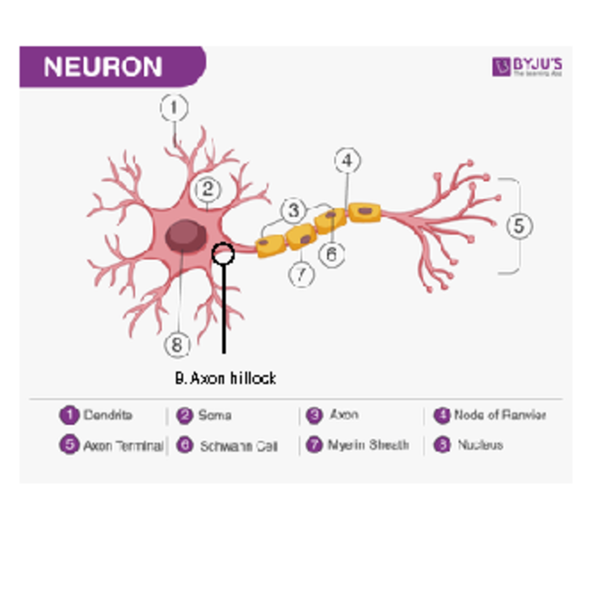 2- Neurons - Axon hillock Nucleus and Nucleolus cytoplasm Nissl ...