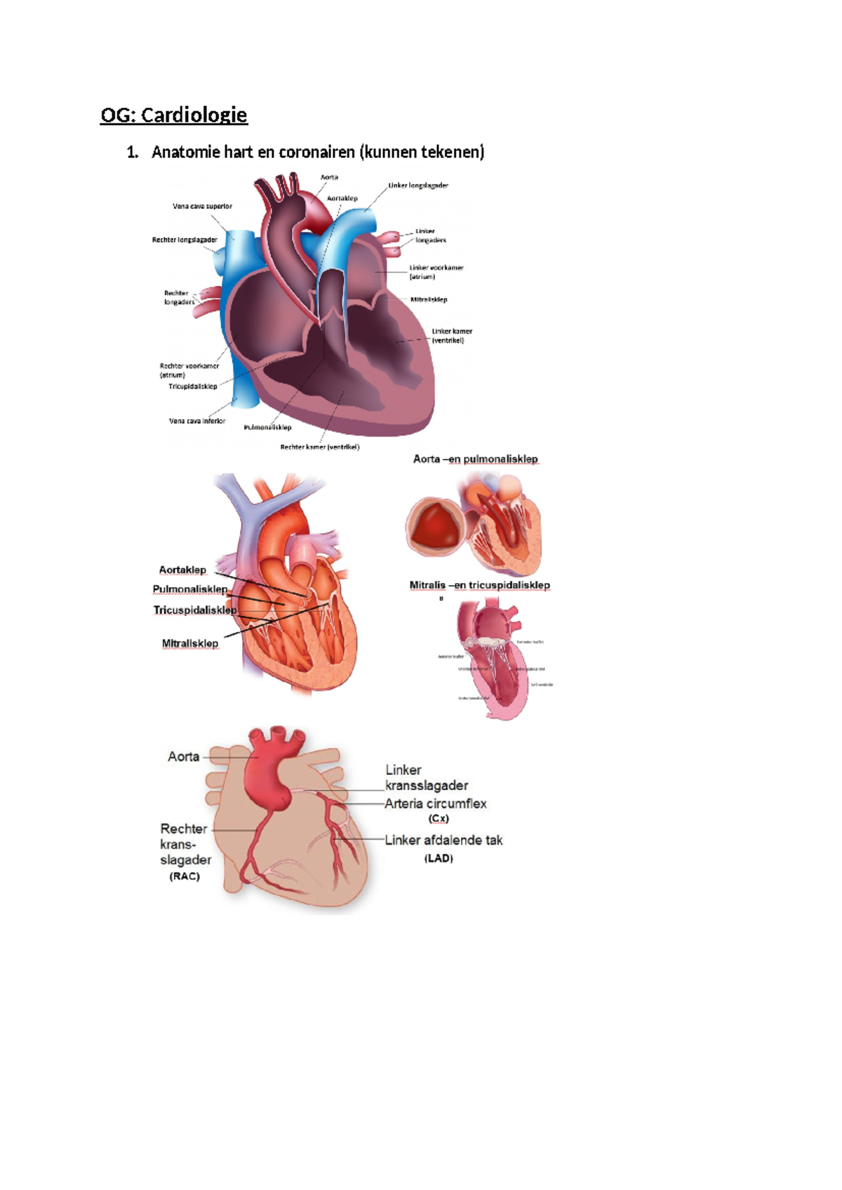 OG Cardiologie - hart cardio - OG: Cardiologie 1. Anatomie hart en ...