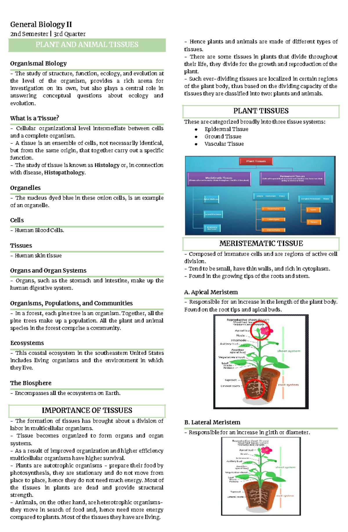 Gen Bio 2 3Q Reviewer - General Bio - 2nd Semester | 3rd Quarter PLANT AND ANIMAL TISSUES ...