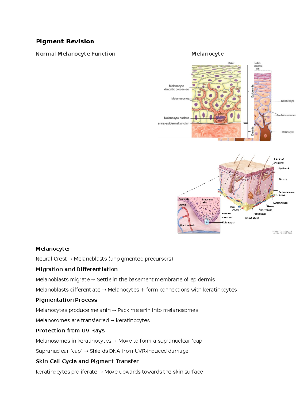 Pigment Revision- Skin MAN 2 - Pigment Revision Normal Melanocyte ...