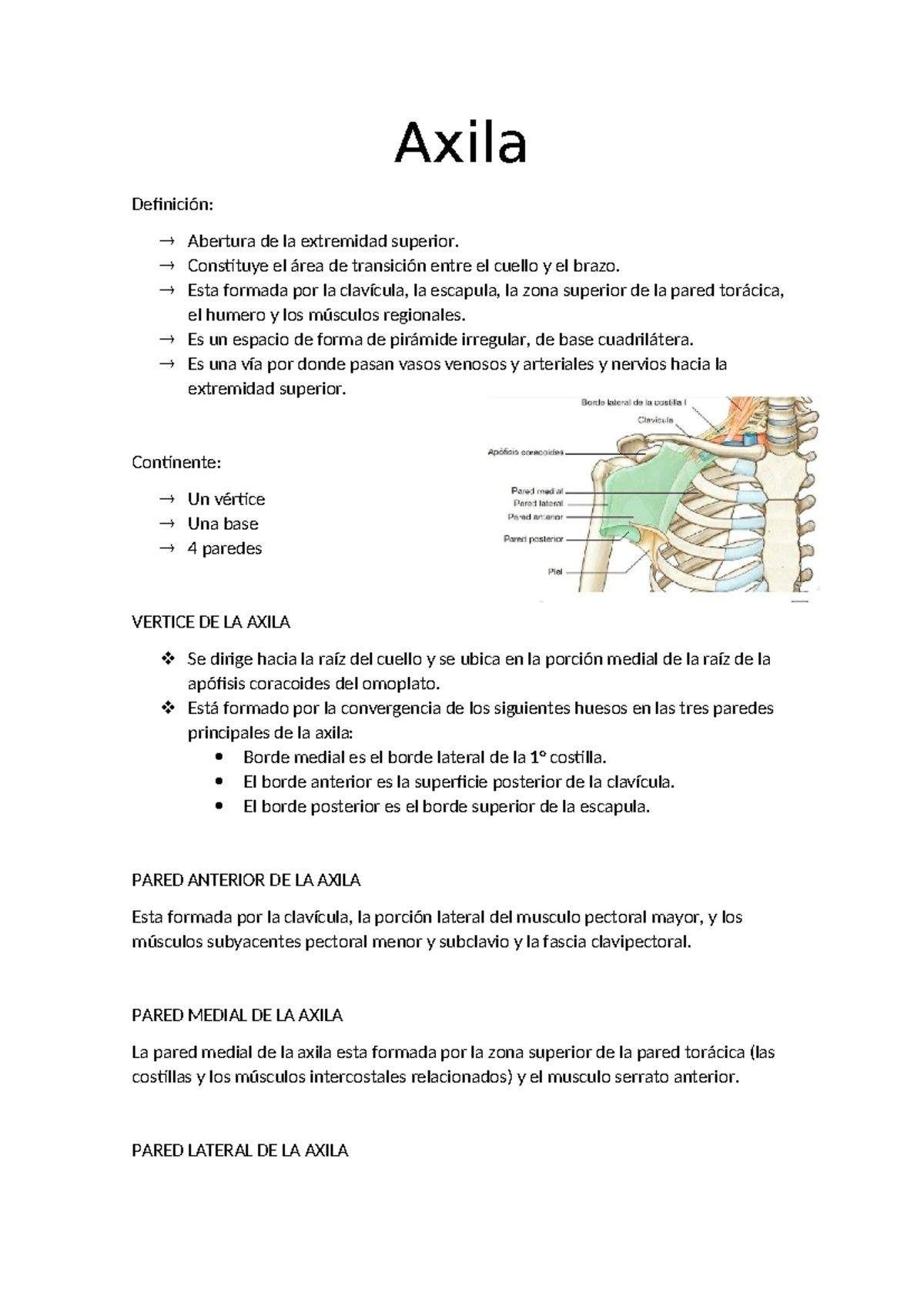 Axila - Axila Definición: Abertura de la extremidad superior ...