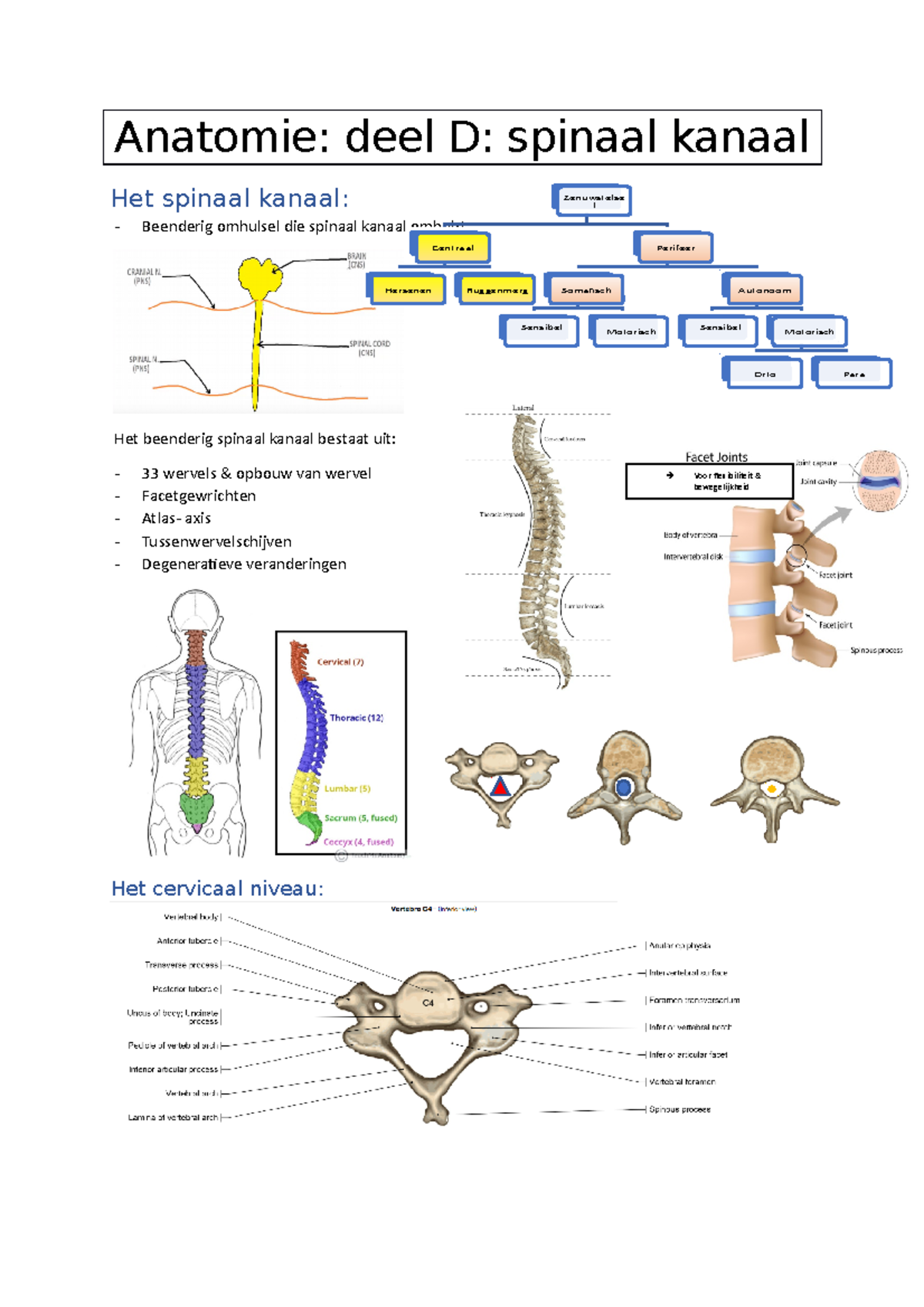 neuro, anatomie: het spinaal kanaal - Anatomie: deel D: spinaal kanaal ...