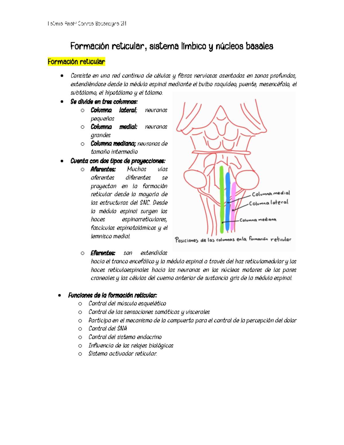 Formación reticular FACB2H - Formación reticular, sistema límbico y ...