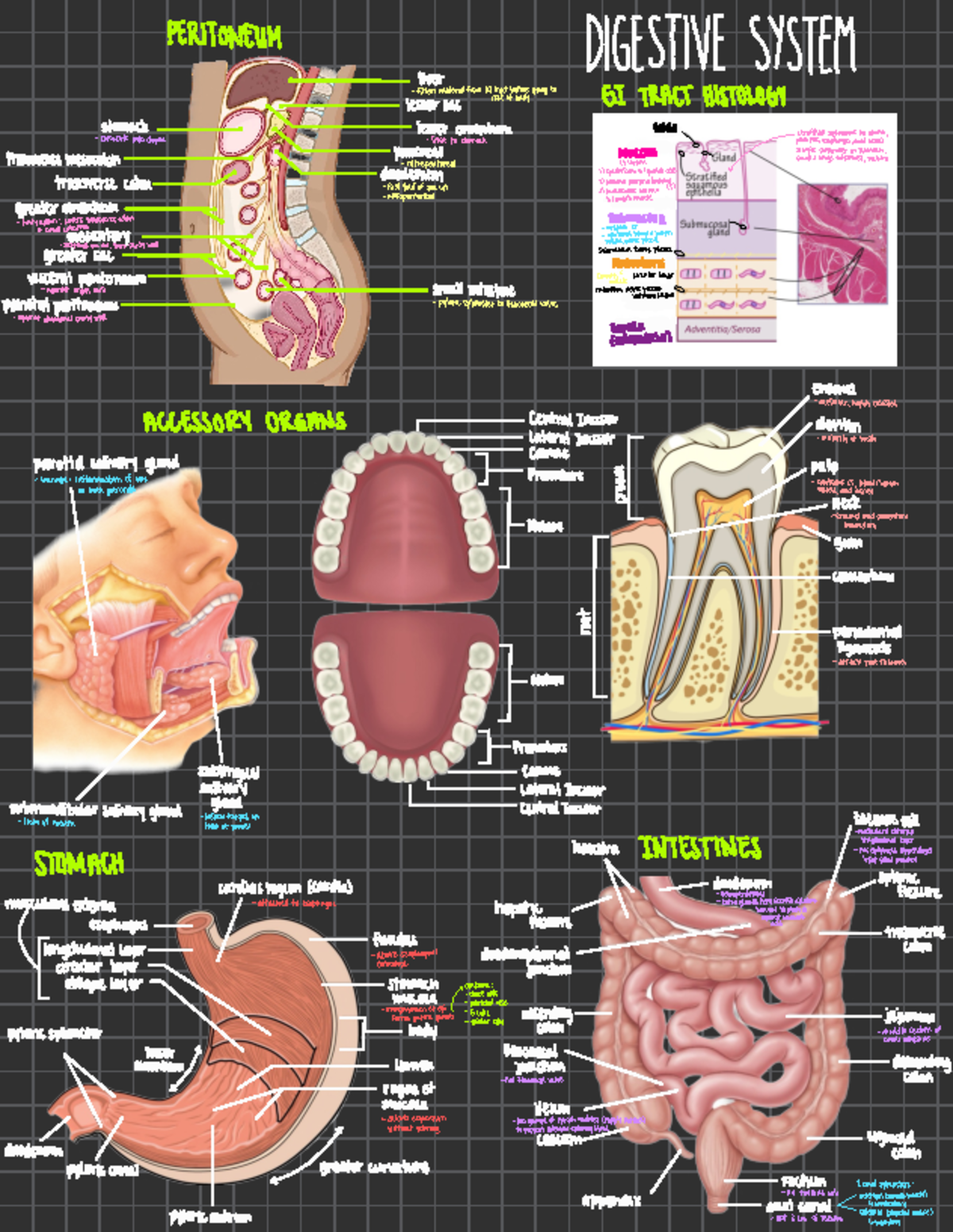 Digestive System Diagram - PERITONEUM DIGESTIVE SYSTEM & - filtersliver ...