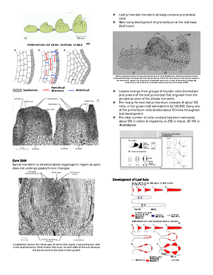 Flower - Root - Root Nodule Development - To track down which tissue or cells are expressing ...