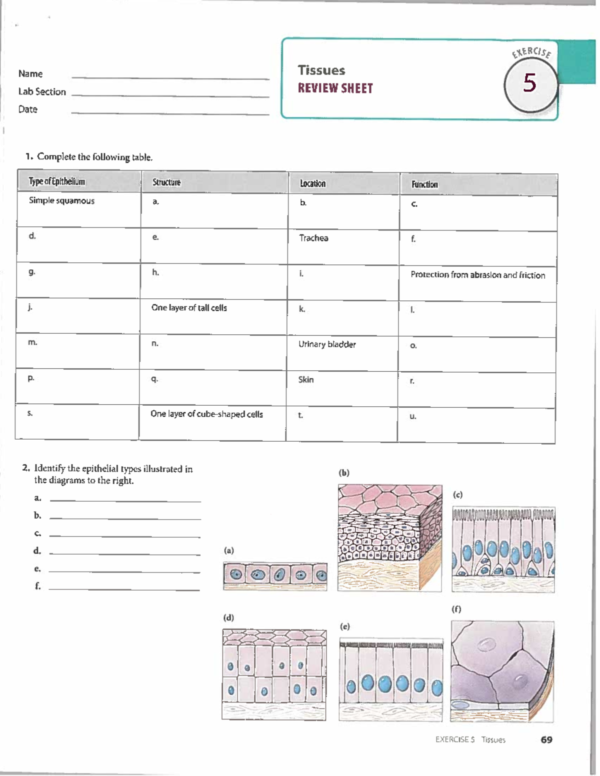 Tissue Worksheet - Visual A and P Sarikas - EXERCISE Name Tissues REVIEW SHEET 5 Lab Section ...