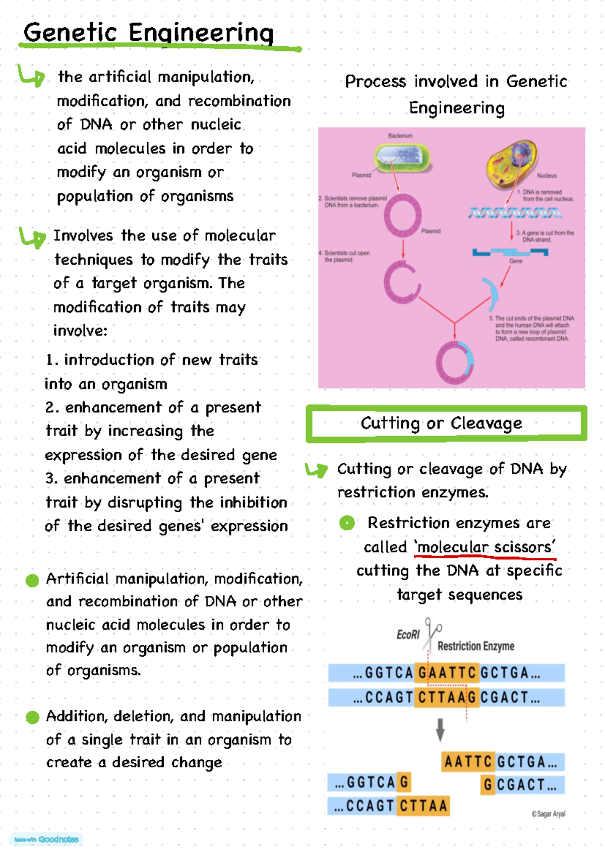 Biology L2 Reviewer - Genetic Engineering Involves the use of molecular ...